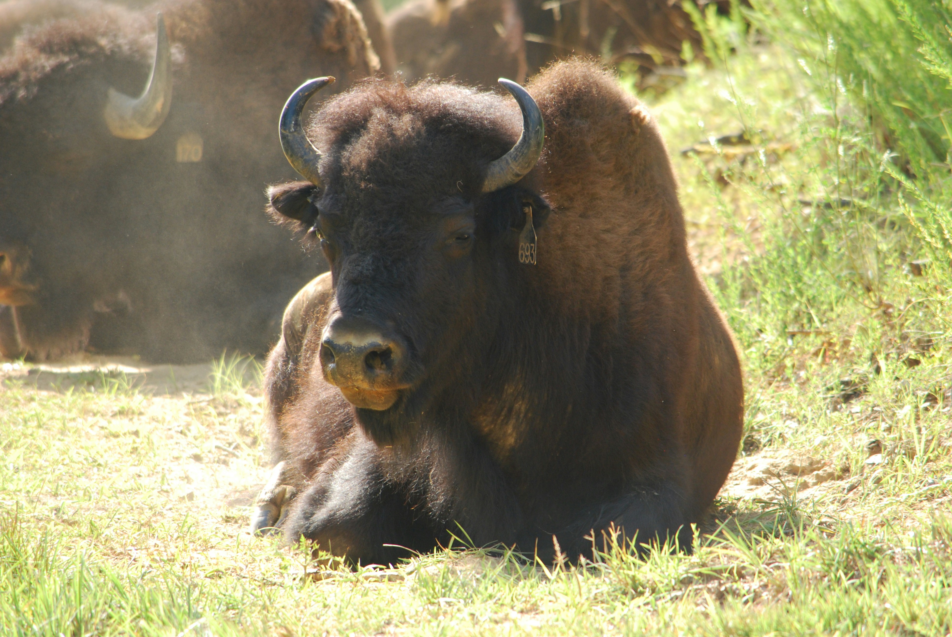 A majestic bison rests on a grassy plain, its thick brown fur illuminated by soft sunlight. The bison, adorned with curved horns and an ear tag numbered "693," gazes slightly to the side, exuding calm strength. In the background, other bison are faintly visible through a haze, with green grass and blurred vegetation adding to the natural ambiance. The shallow depth of field highlights the bison's rugged texture against the serene landscape, ideal for wildlife and nature photography enthusiasts. | A bison rests on grassy ground with others behind.