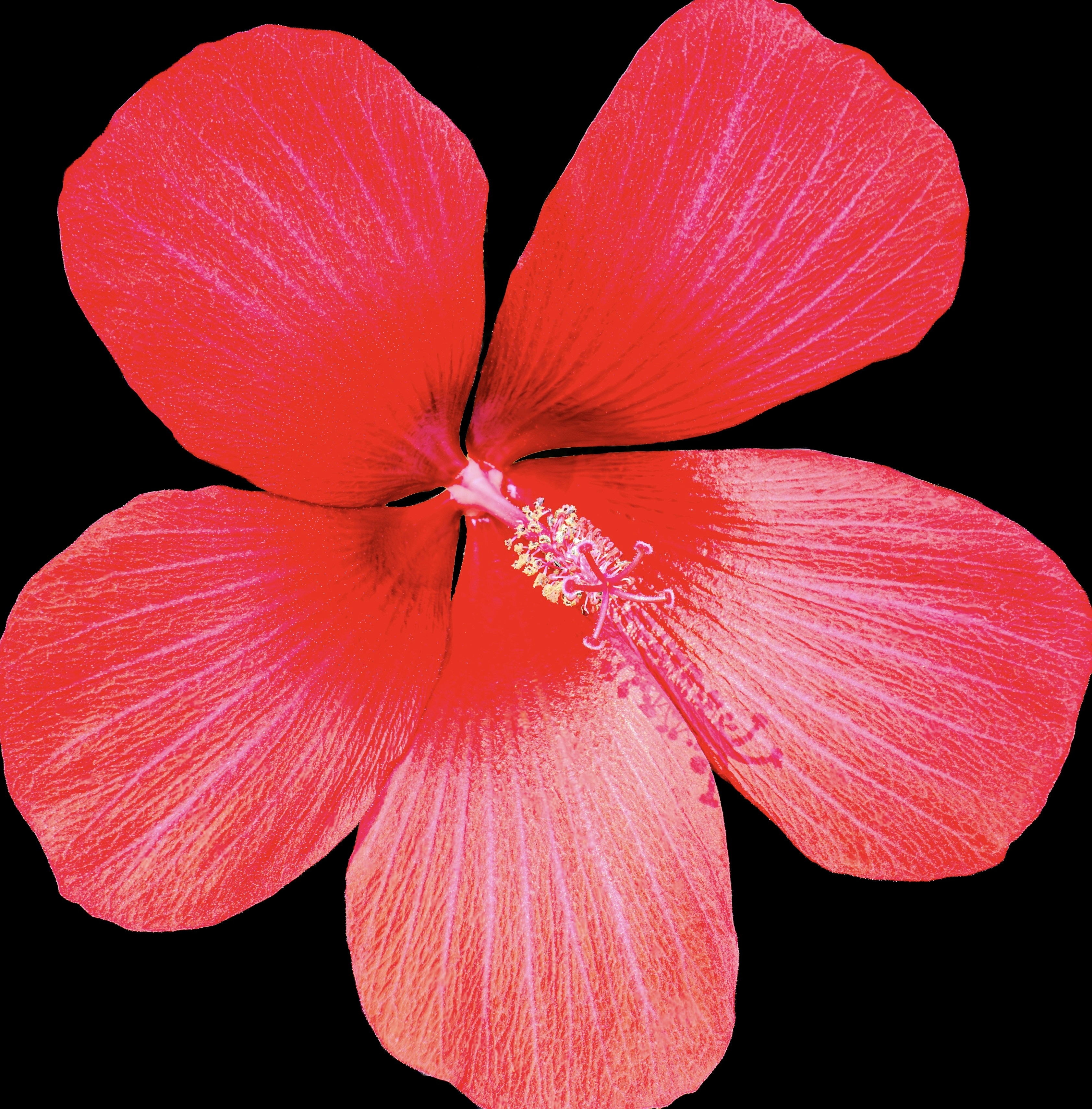 Crimson Blossom: Nature's Intricate Design