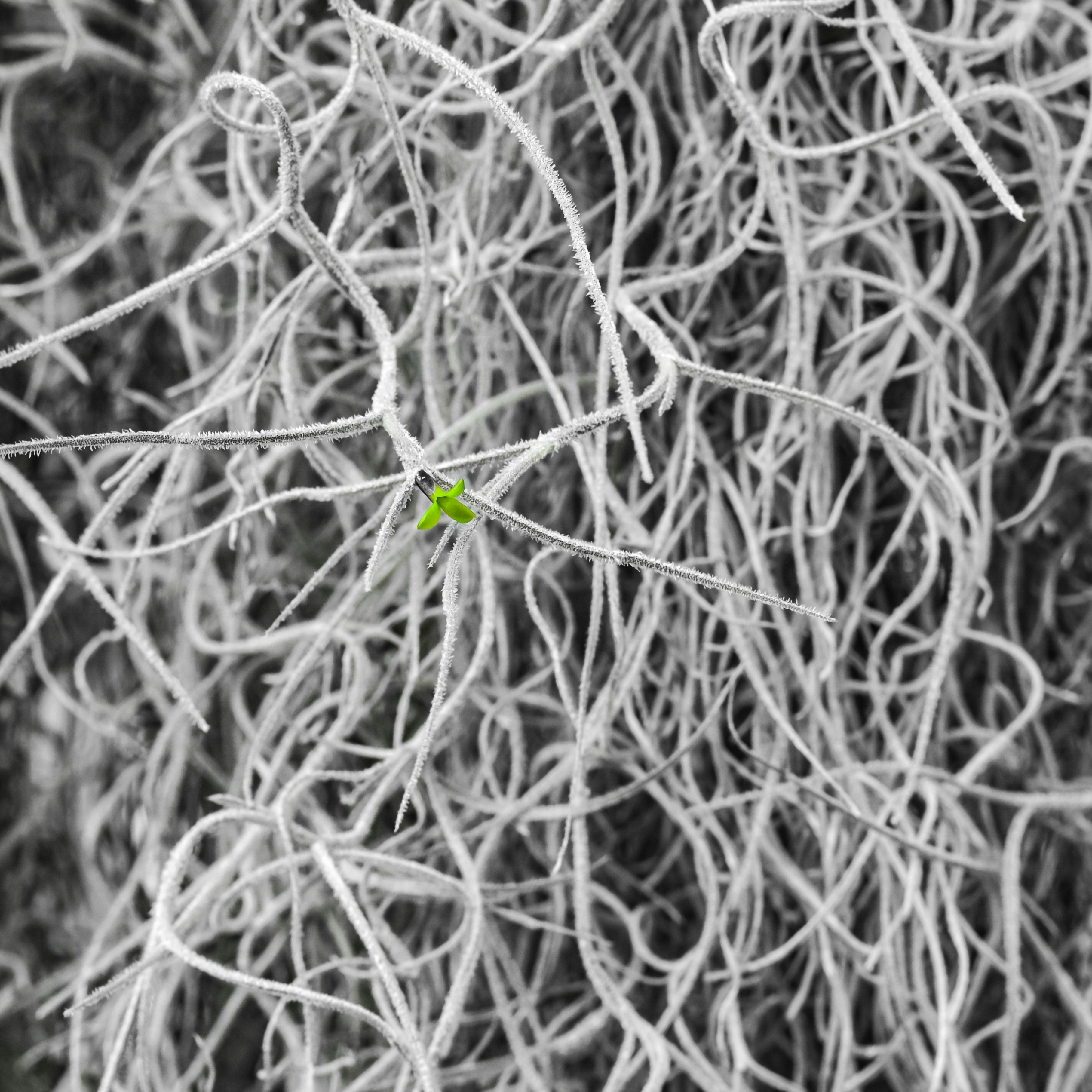 Emerald Centerpiece in a Monochrome Rope Tangle
