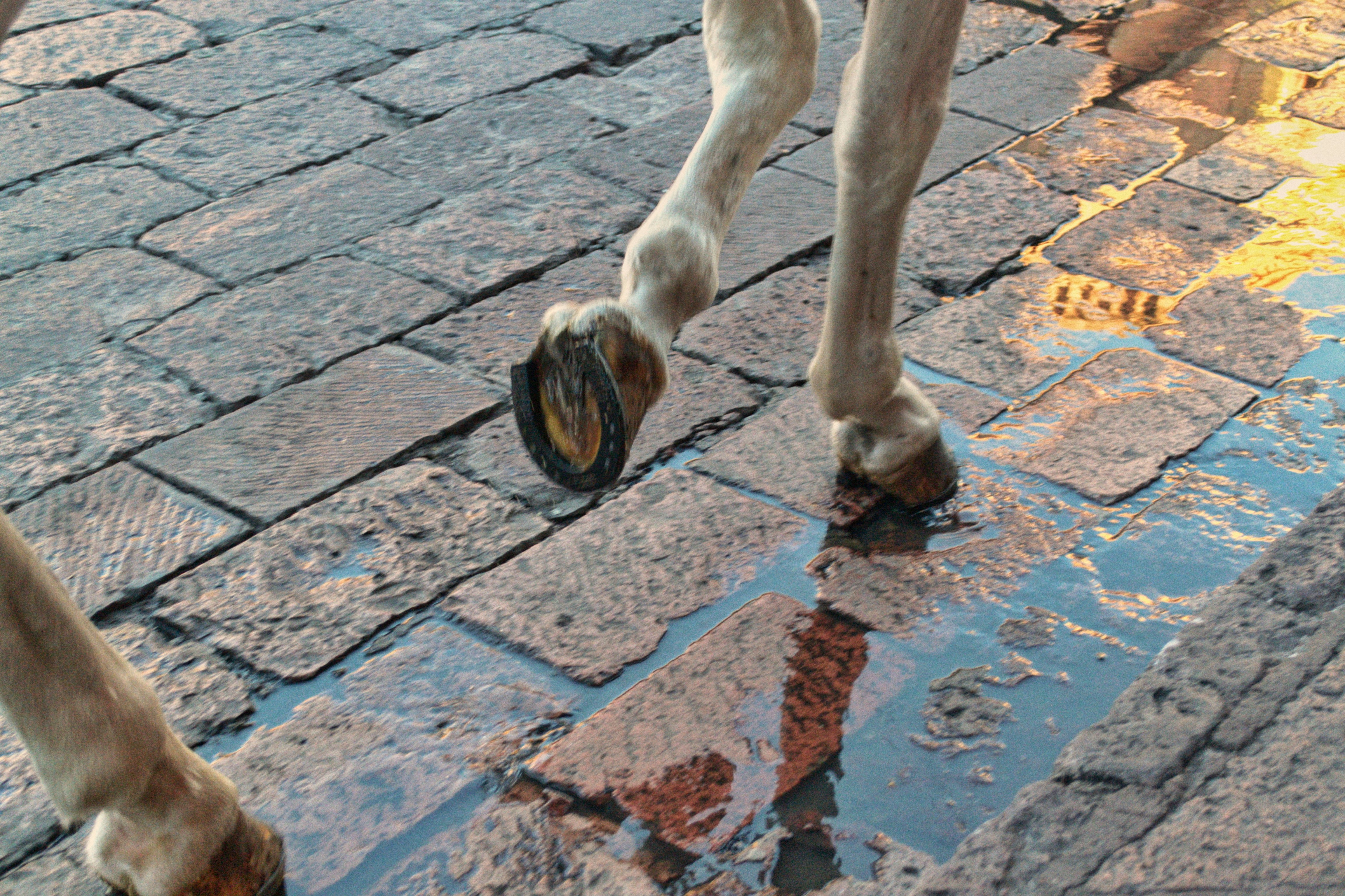 Horse hooves stepping on wet cobblestone street