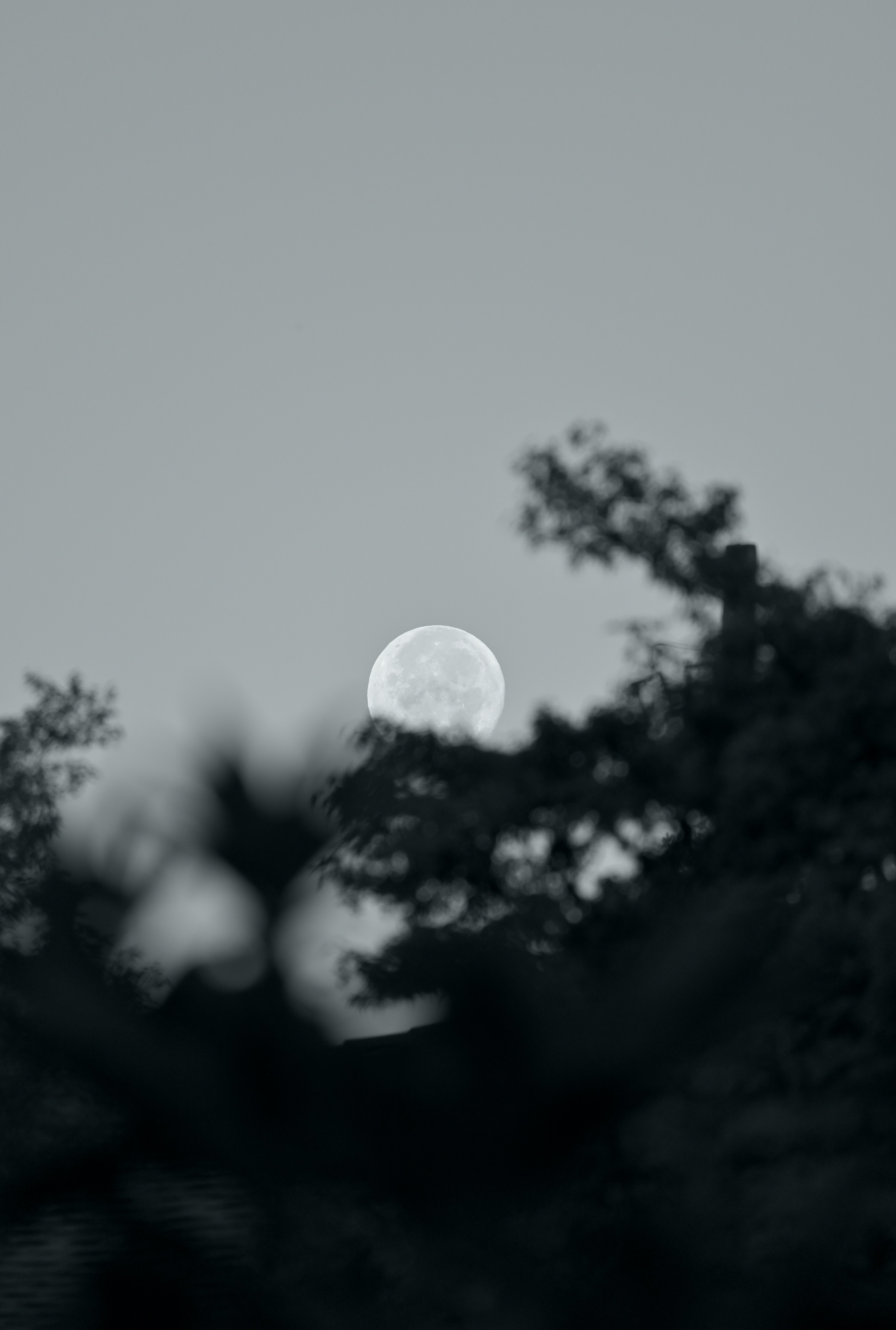 Lunar Veil: Nature Framing the Moon