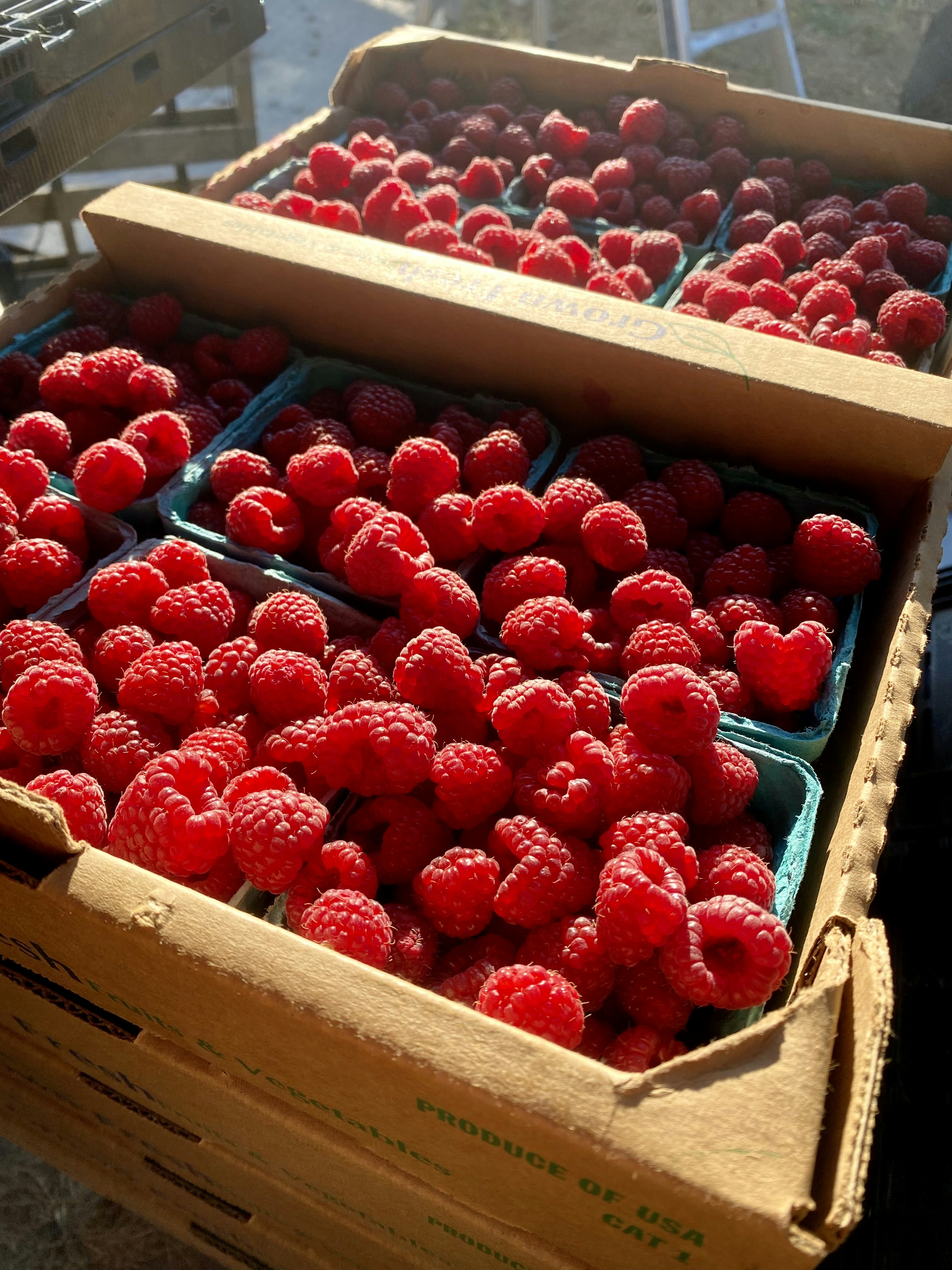 Harvested Treasures: A Bounty of Raspberries