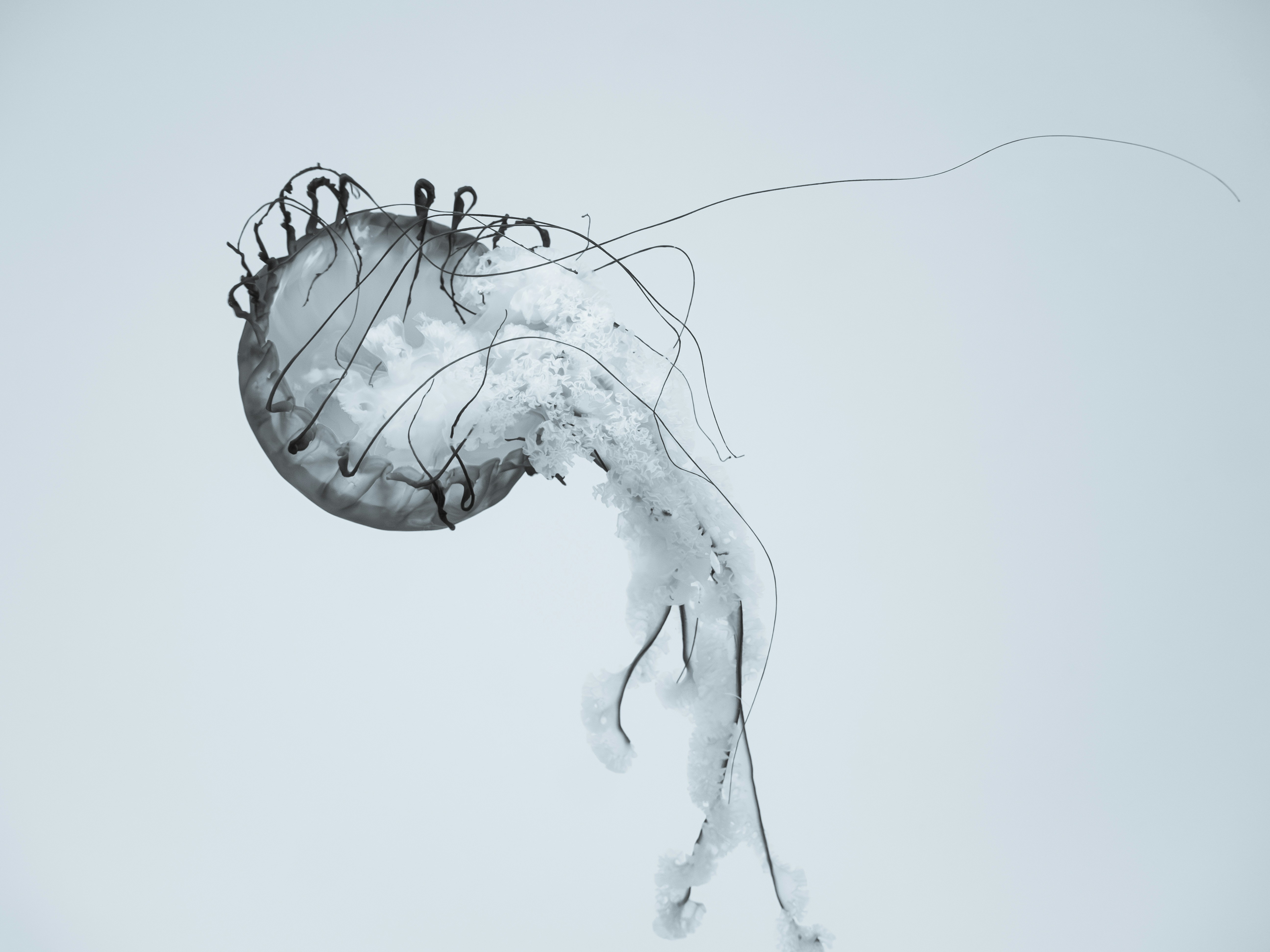 Ethereal Dance of the Jellyfish