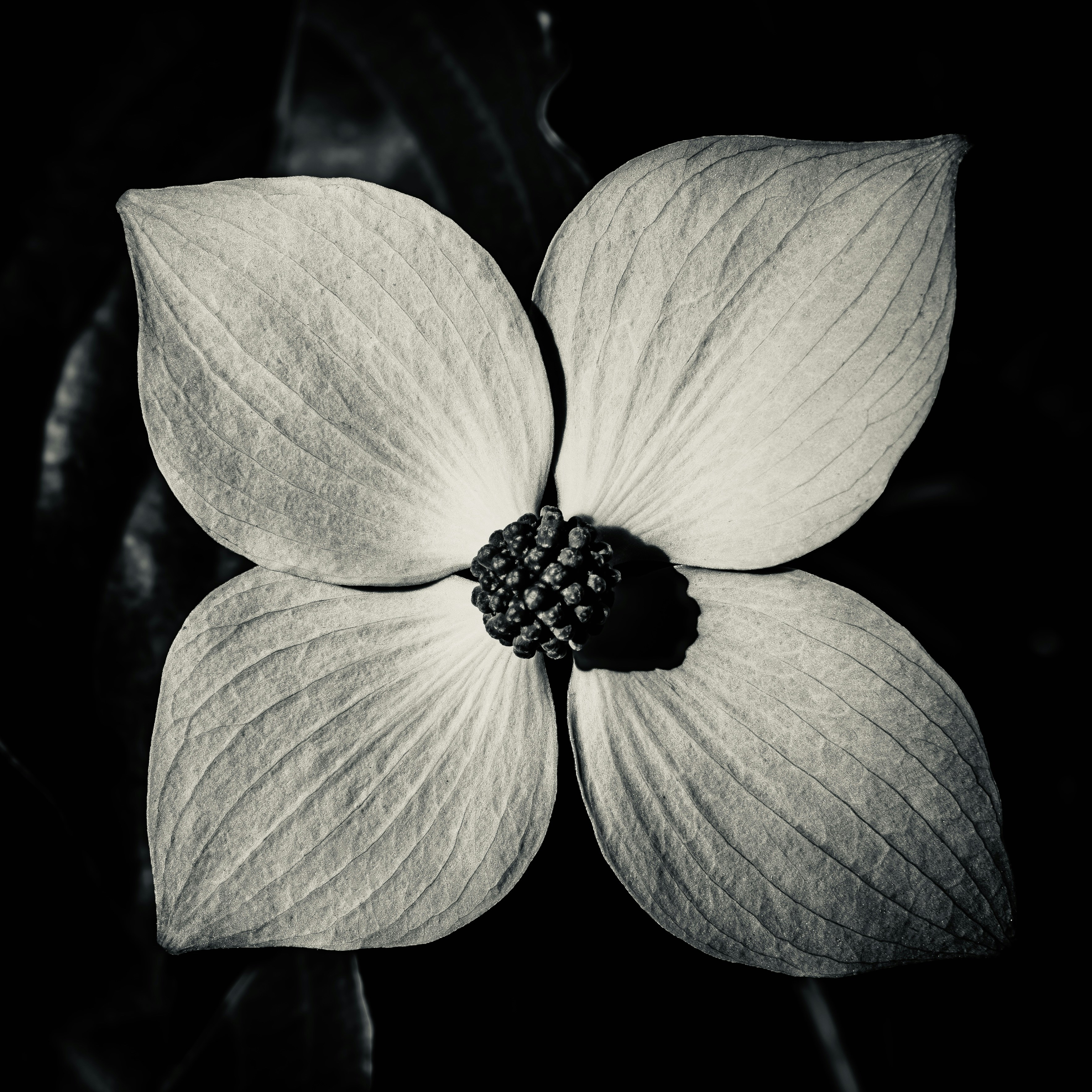Whispers of Nature: The Elegance of a Flower