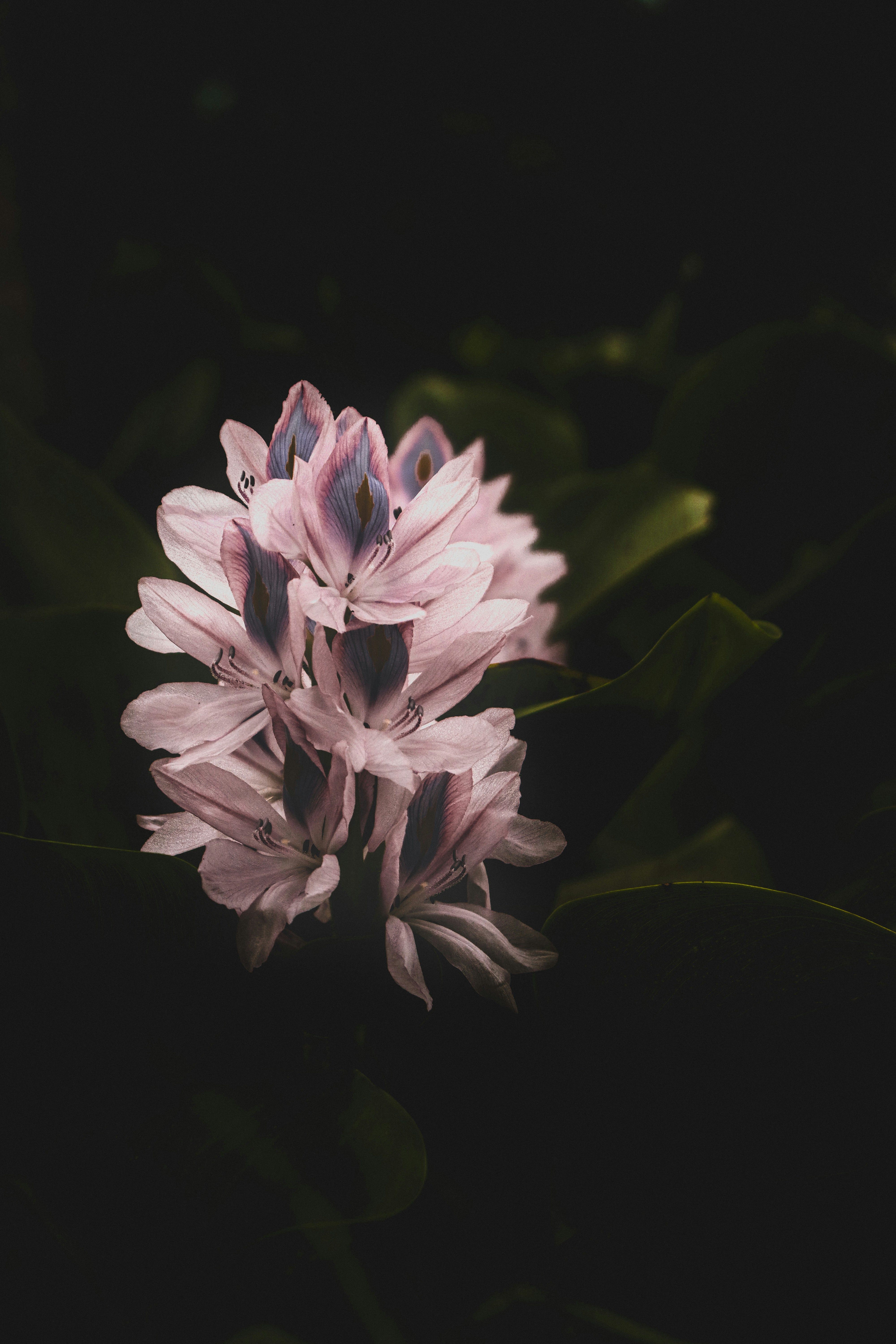 Delicate pink flowers rise gracefully above dark green foliage, creating a serene focal point in a tranquil setting.