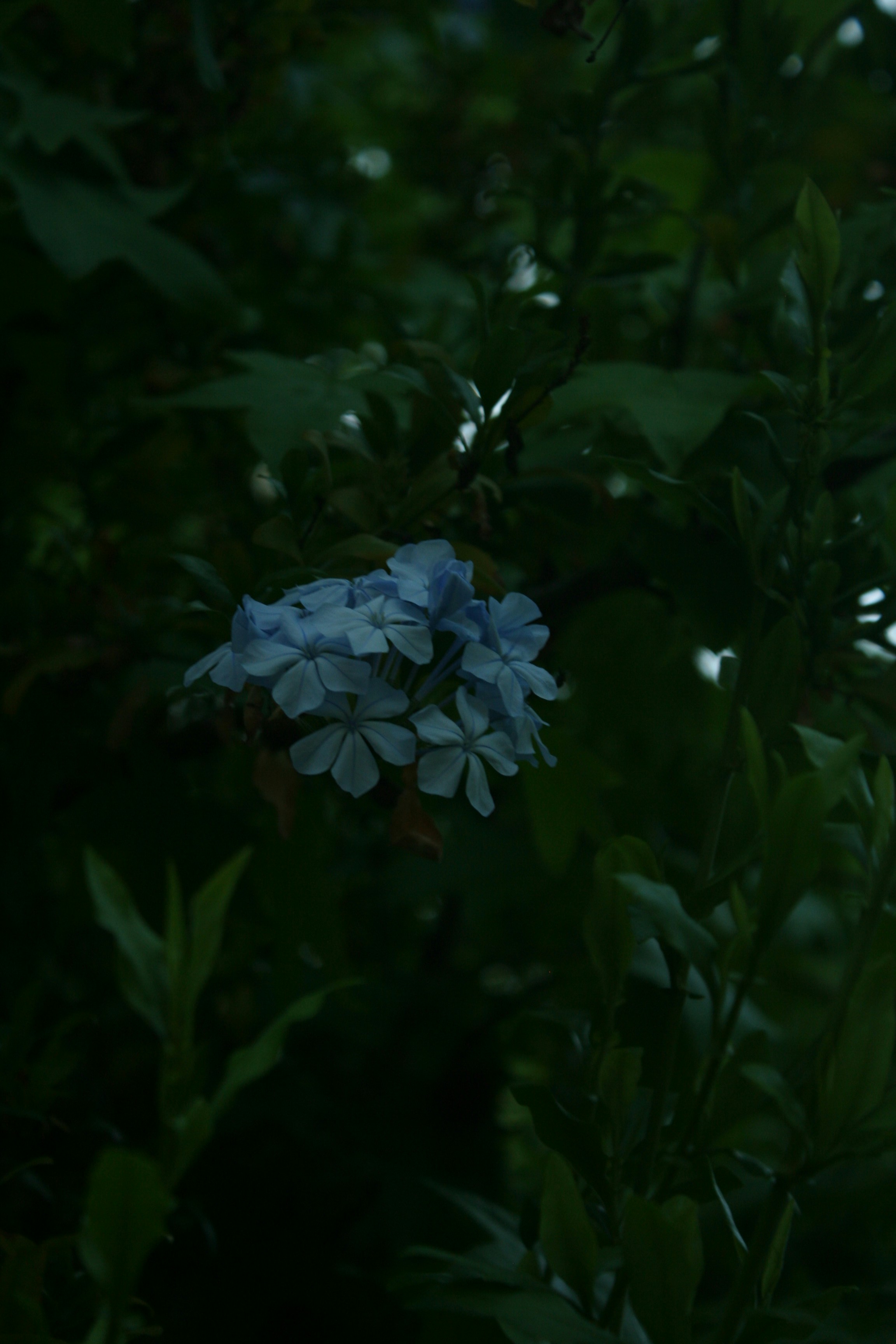 Cluster of delicate blue flowers amidst dark green foliage.