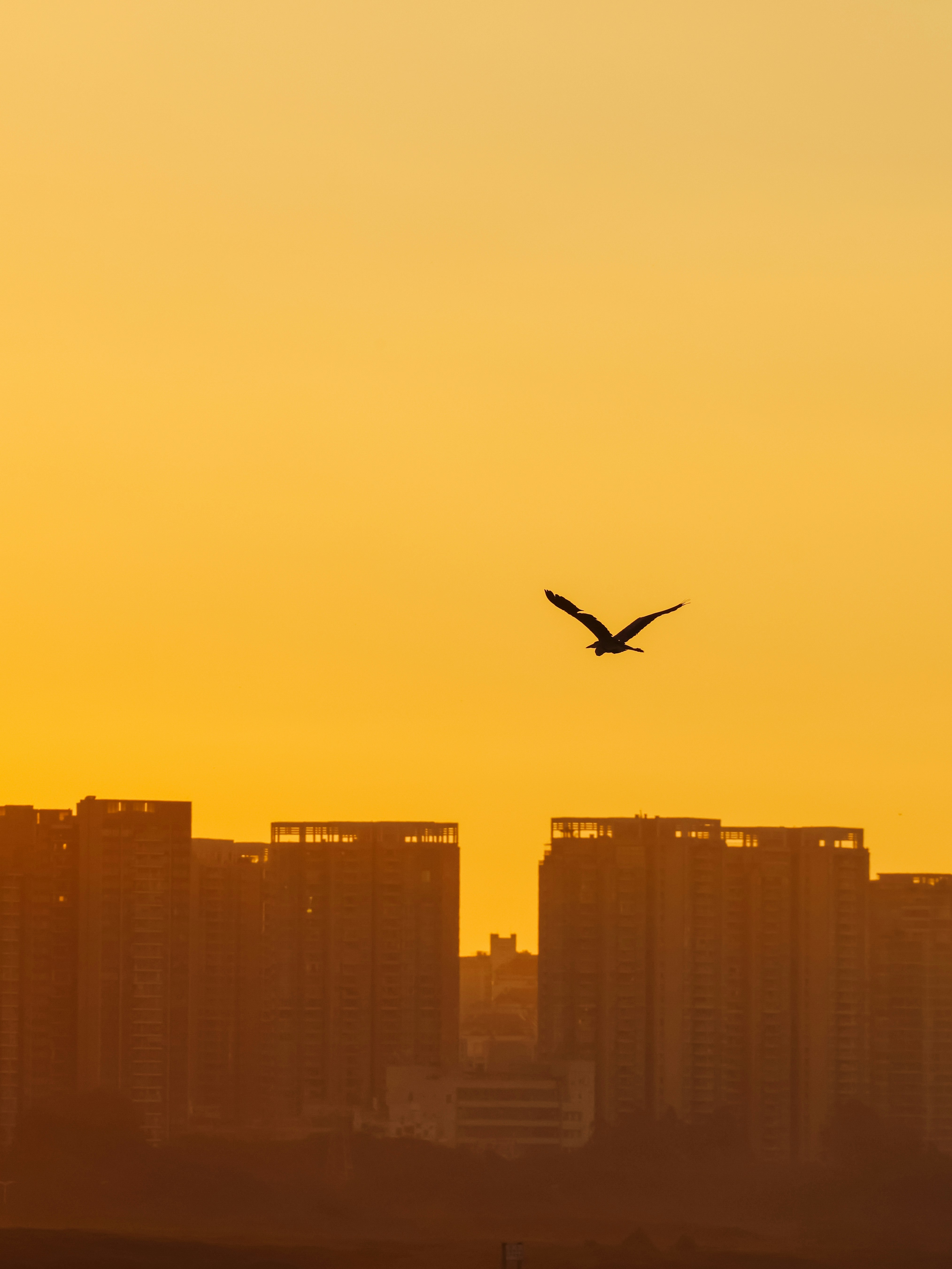 Gilded Flight Above the Sunset Skyline