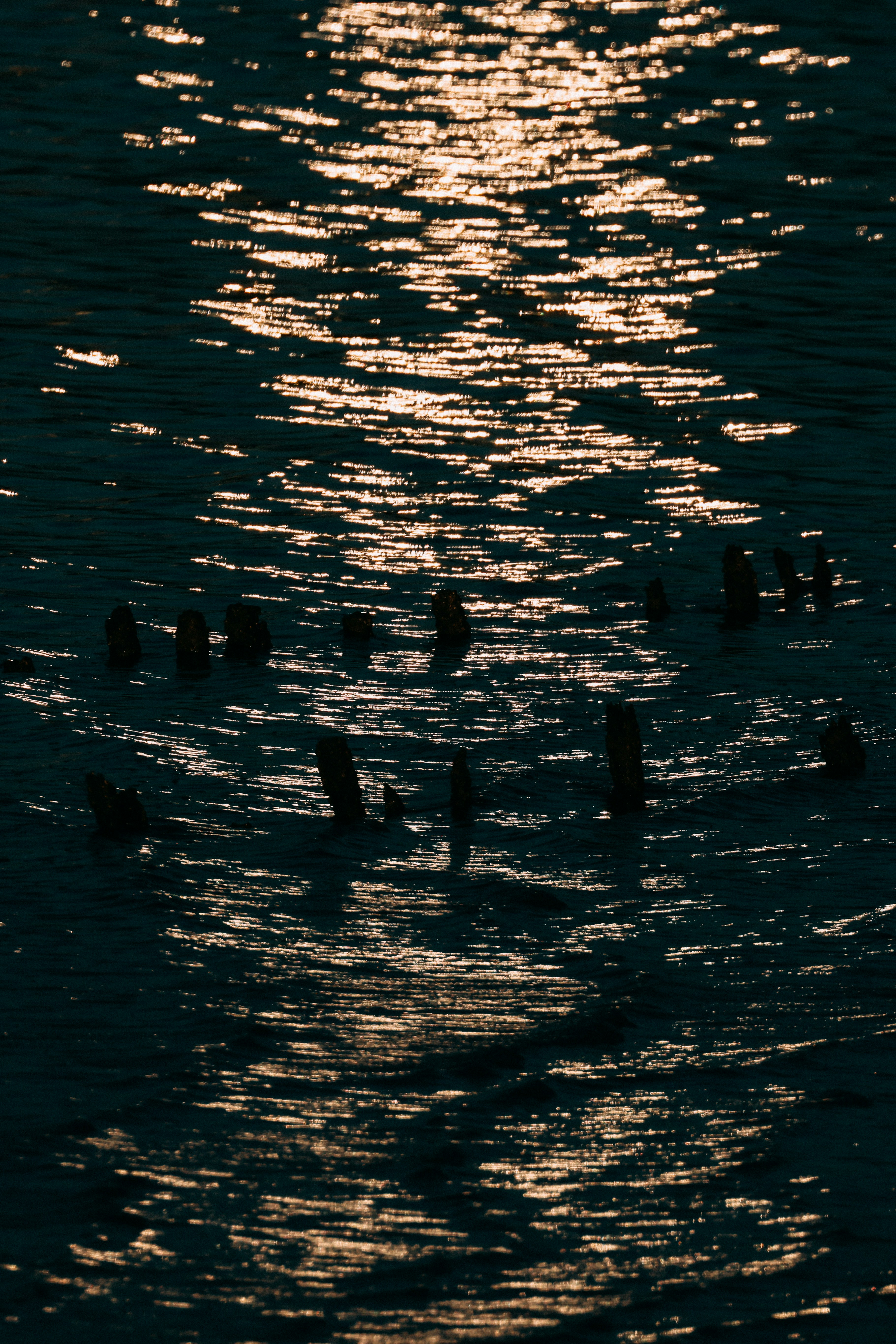 Reflections of Time: Nature's Silhouette