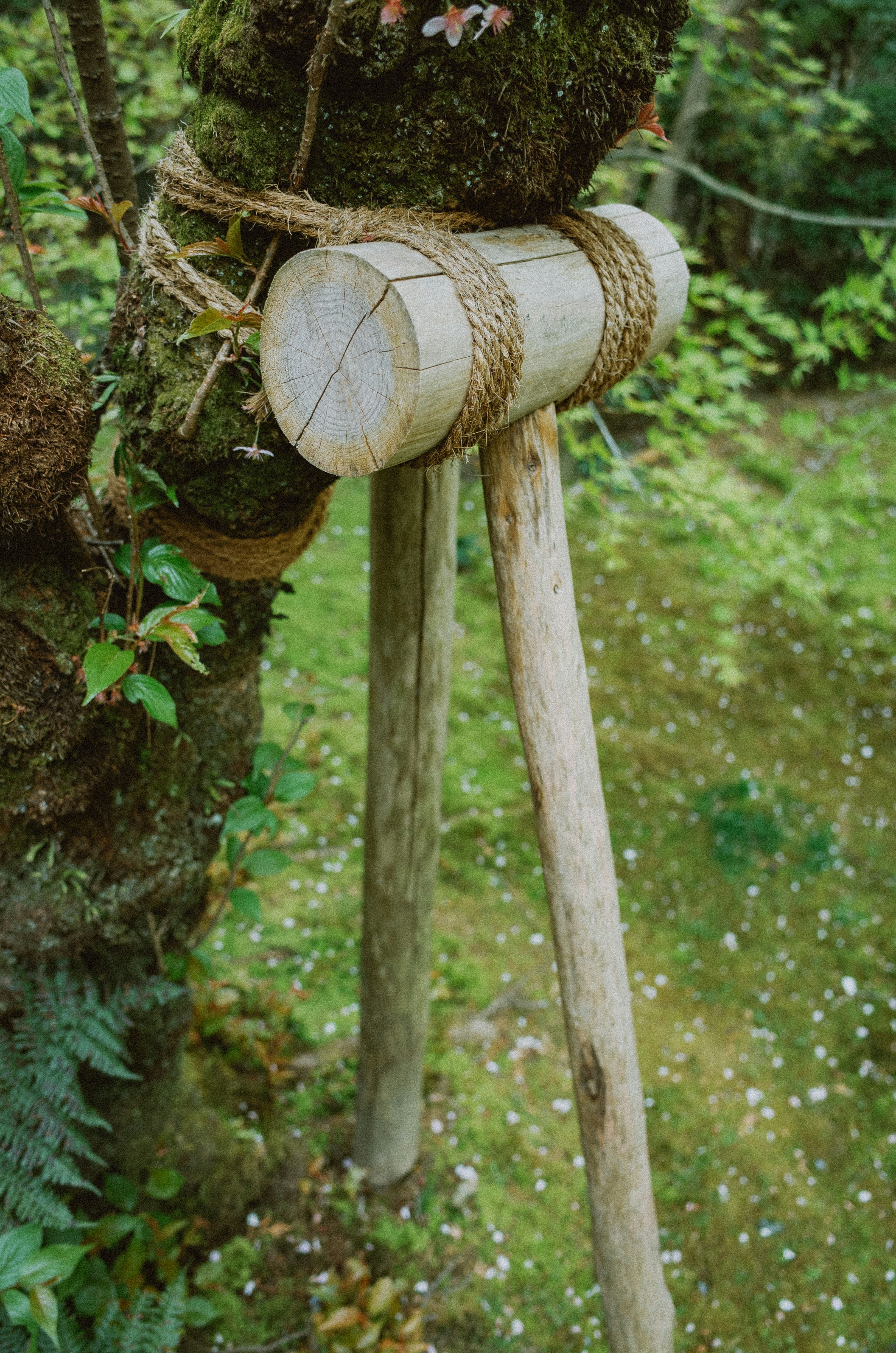A tree trunk is supported by wooden stakes and rope.