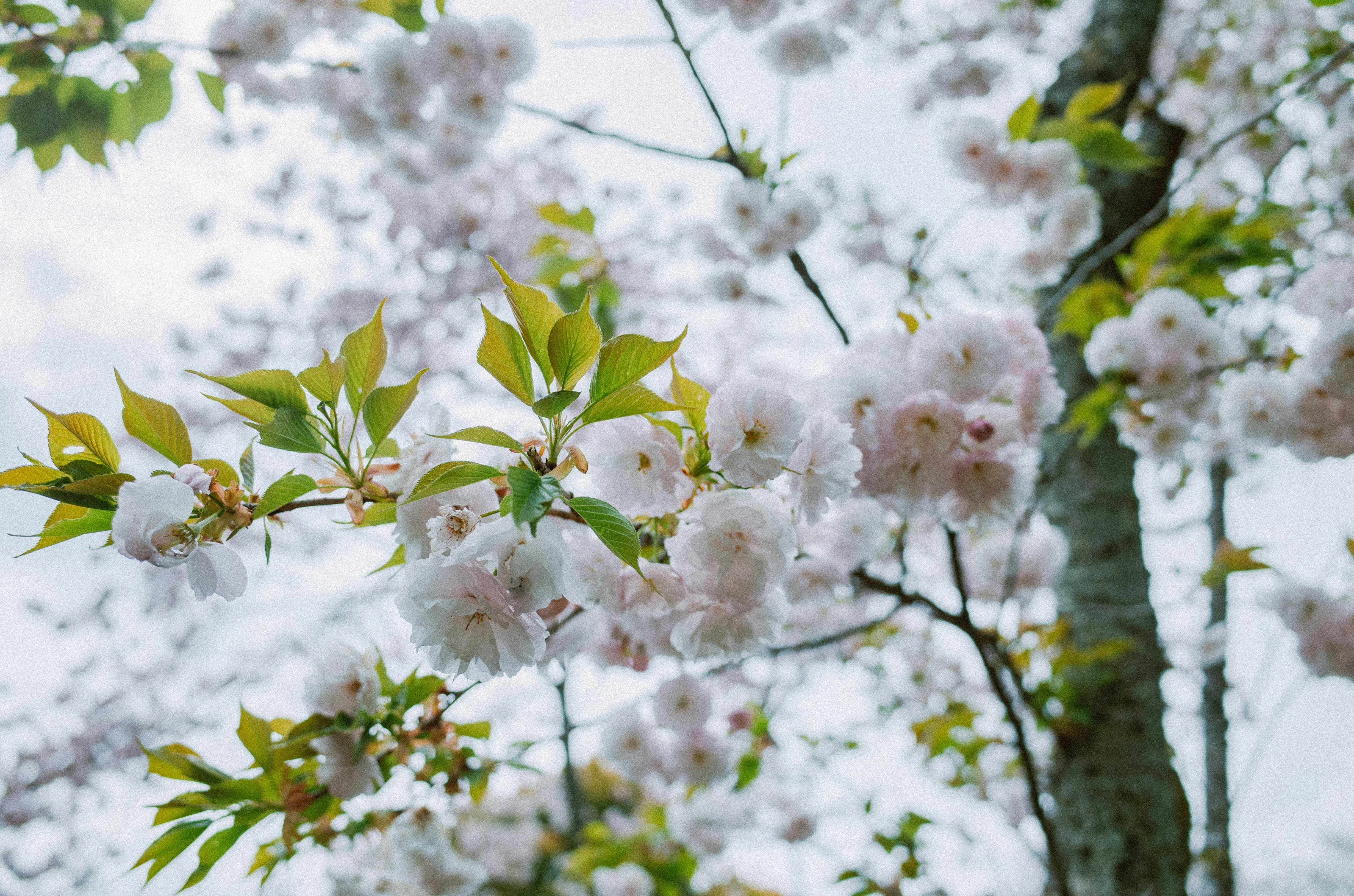 Delicate Cherry Blossom Chorus in Soft Spring Light