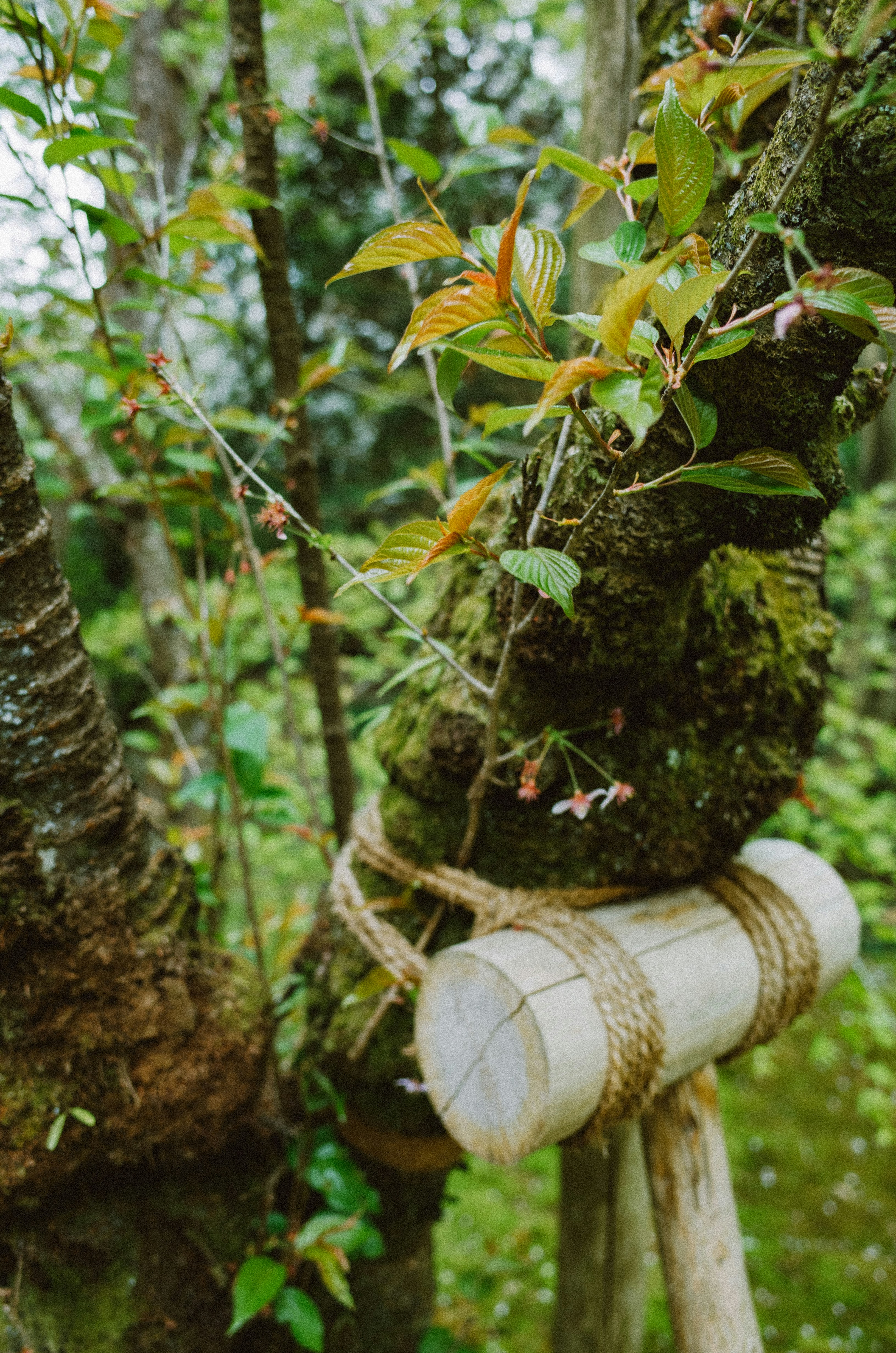 Tied Treepost: A Weathered Ritual on the Forest Gate