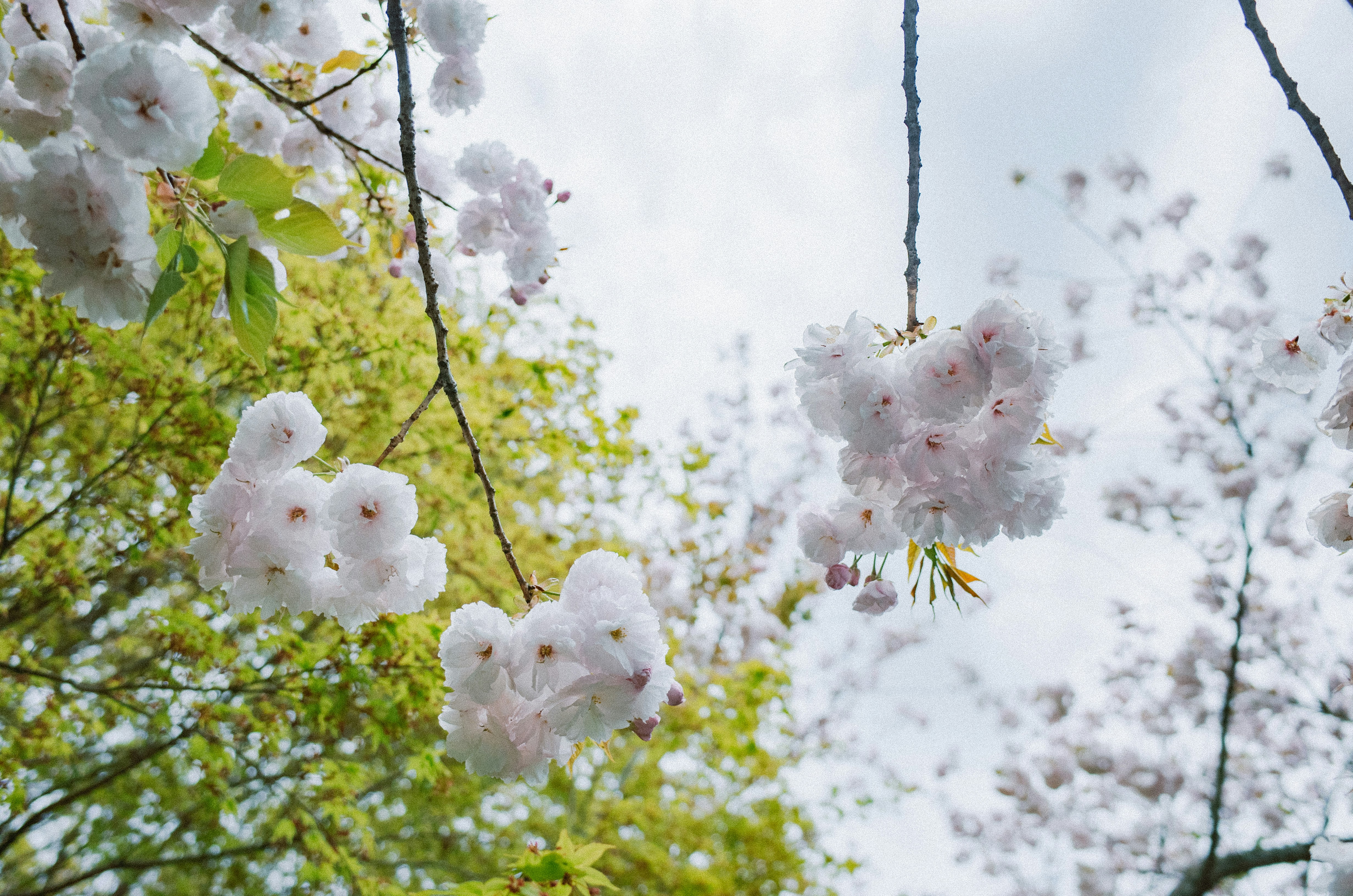 Delicate pink cherry blossoms bloom on branches against sky.