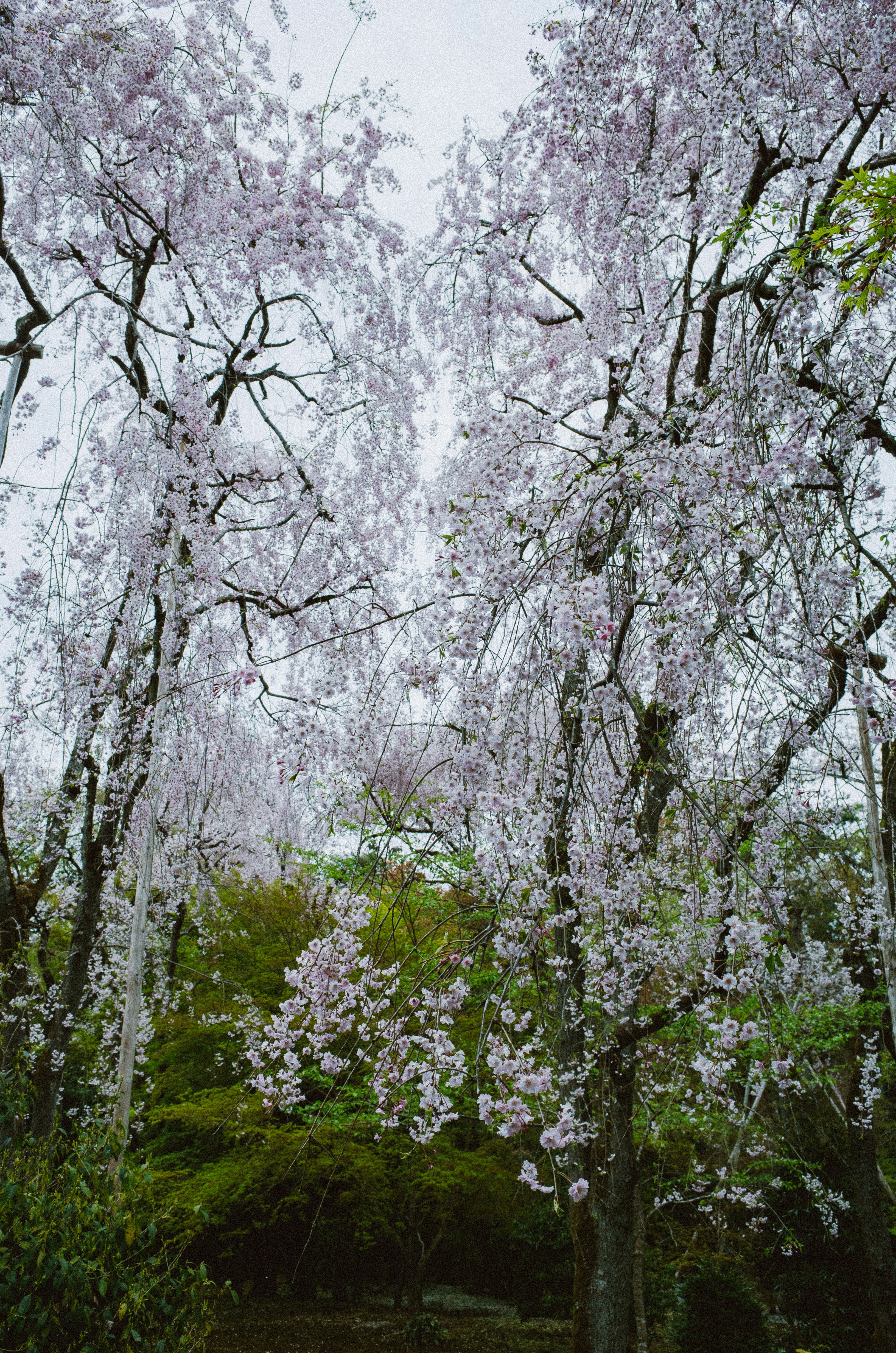 Pastel Canopy: Sakura Arches Draped Over a Quiet Garden Path