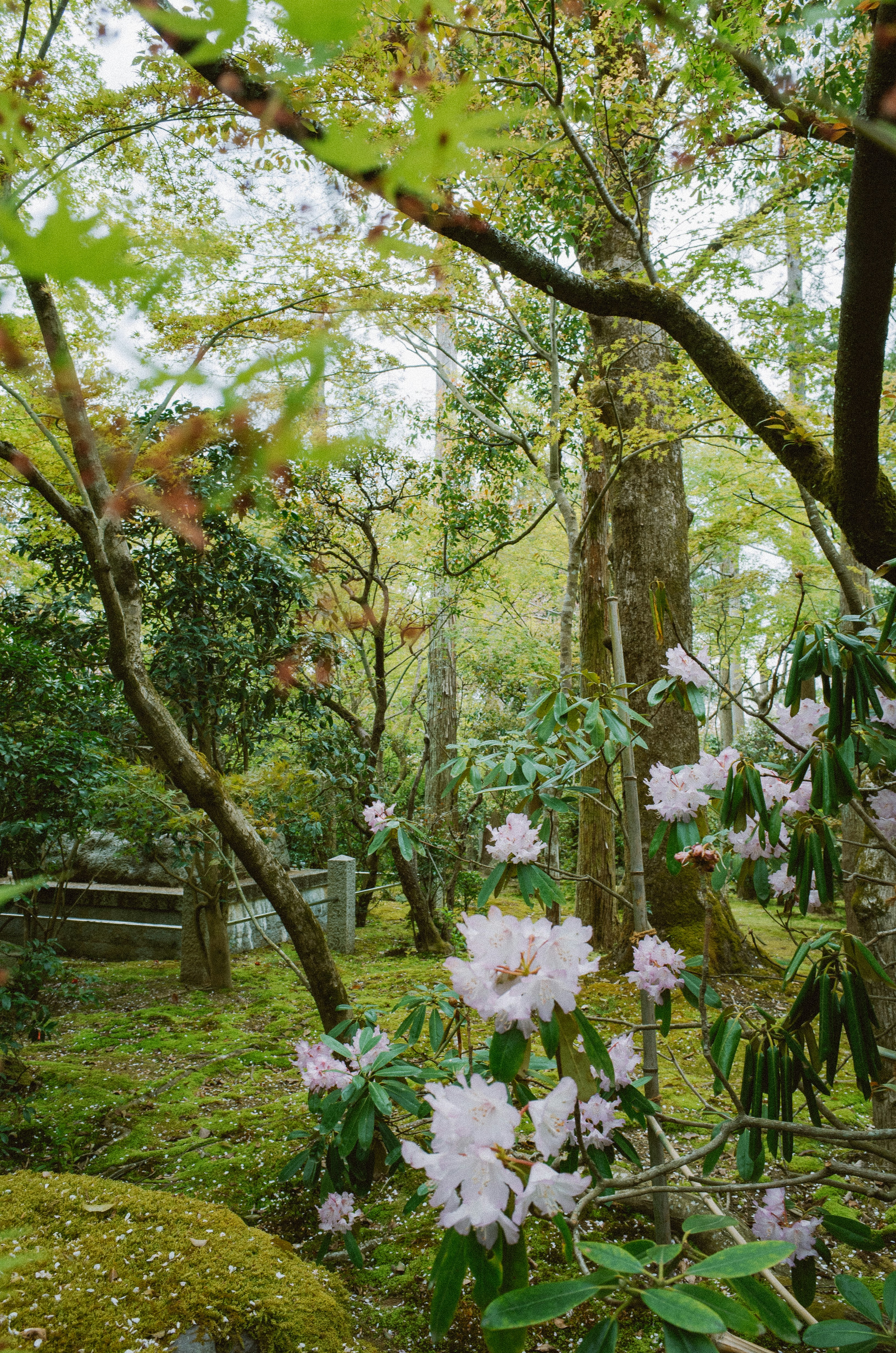 Pastel Rhododendrons in a Mossy Forest Under Quiet Spring Light