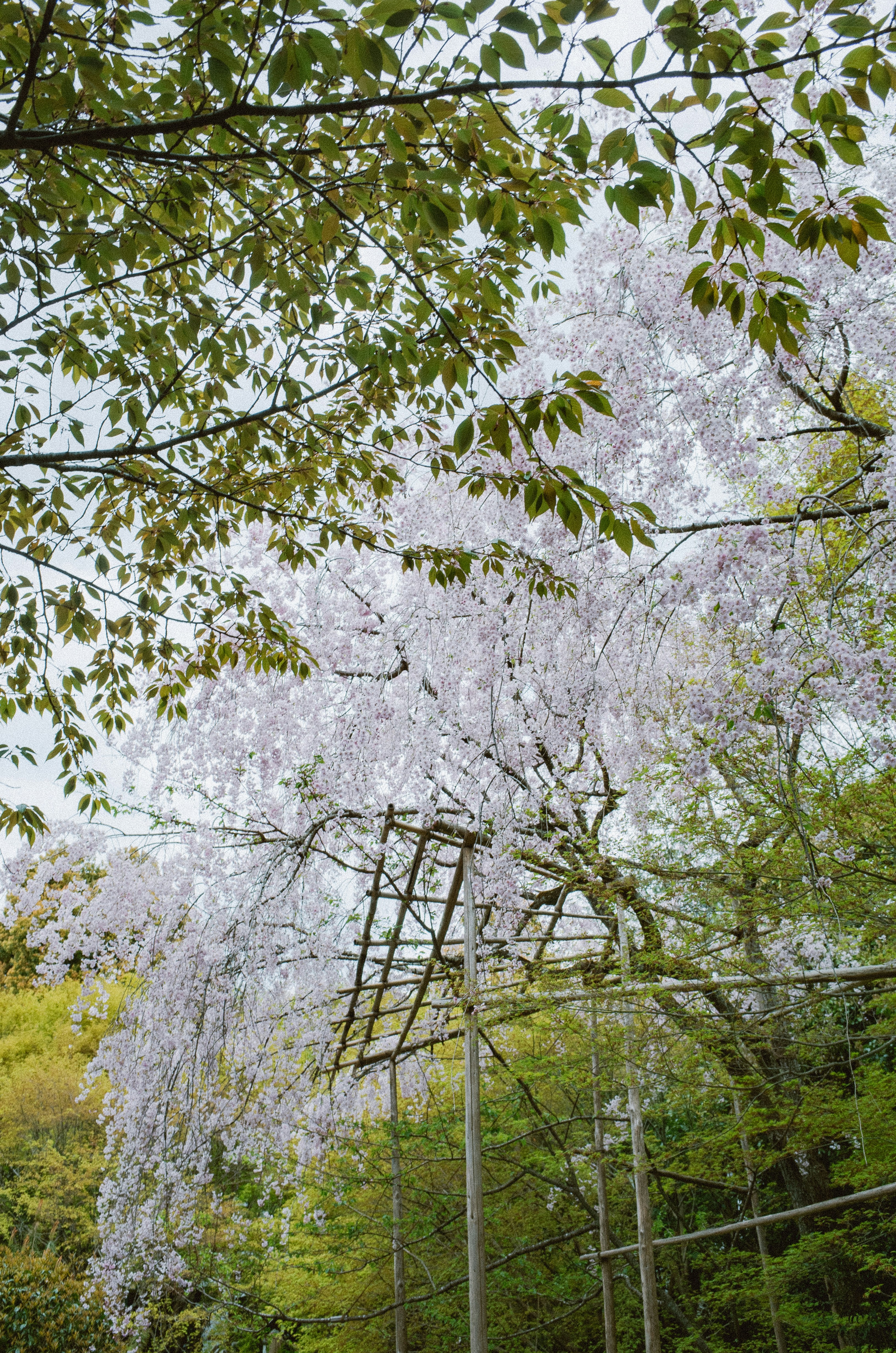 Lattice of Spring: Cherry Blossoms Veiling a Weathered Trellis