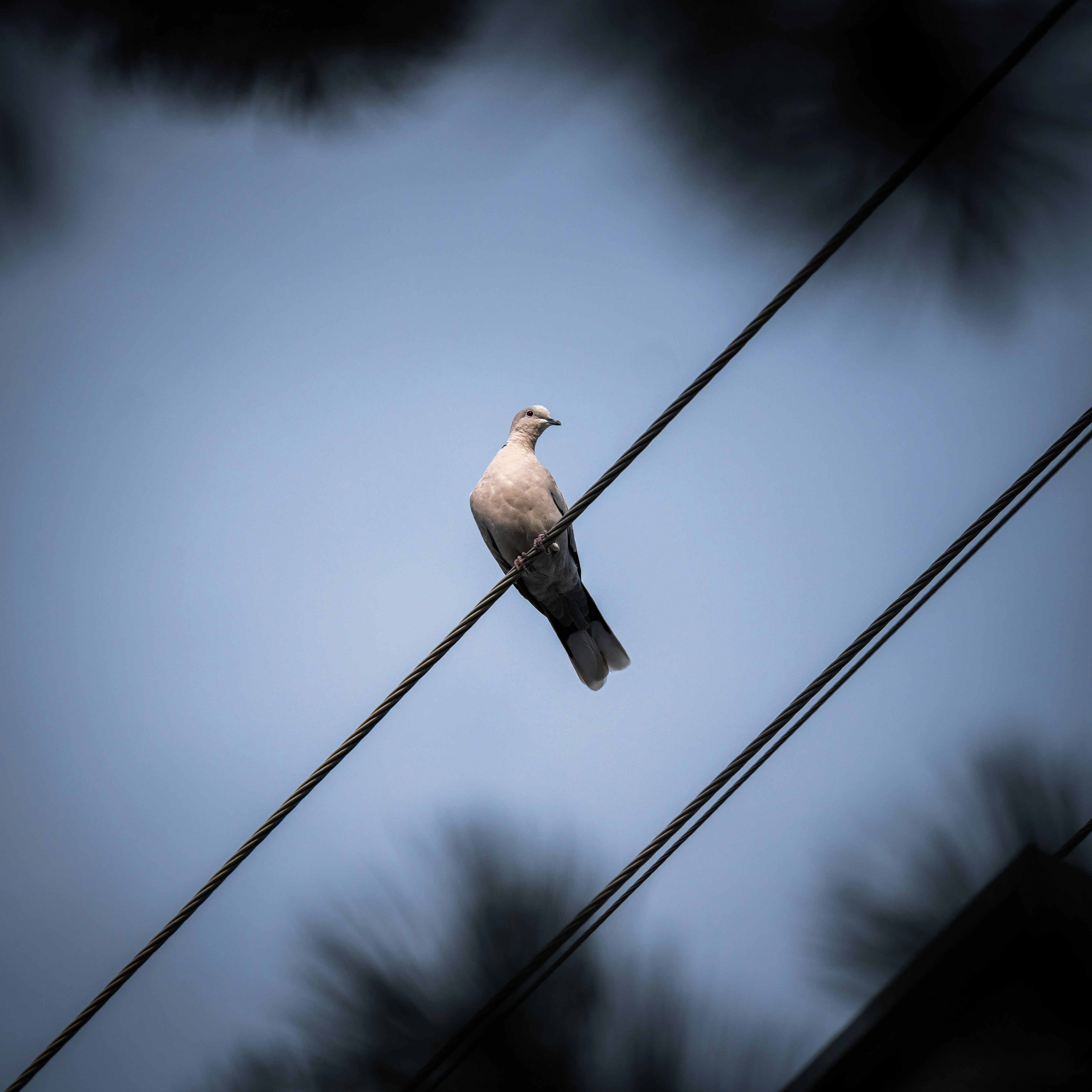 A dove perched on power lines against a blue sky.
