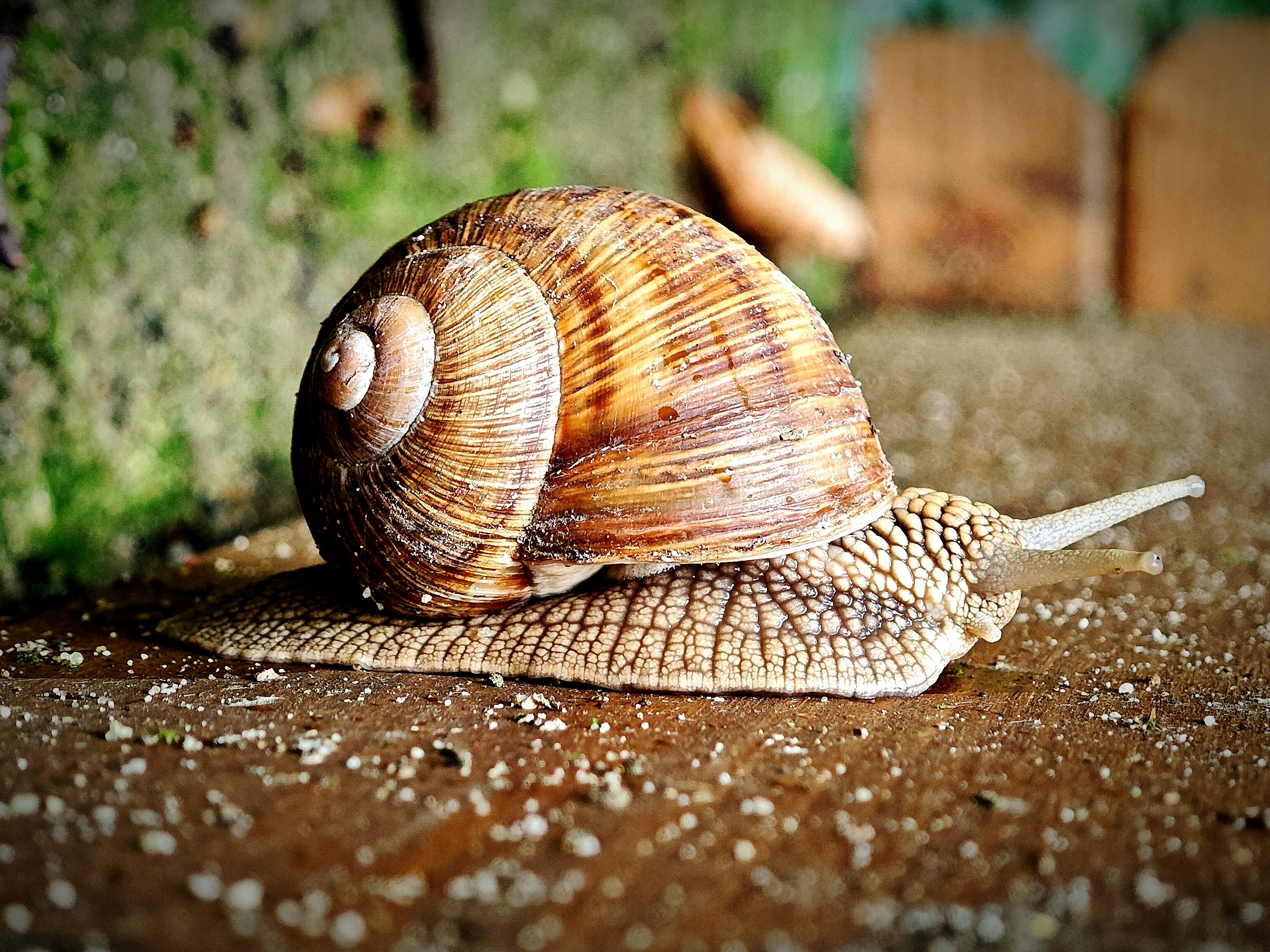 A snail with a patterned shell on a textured surface.