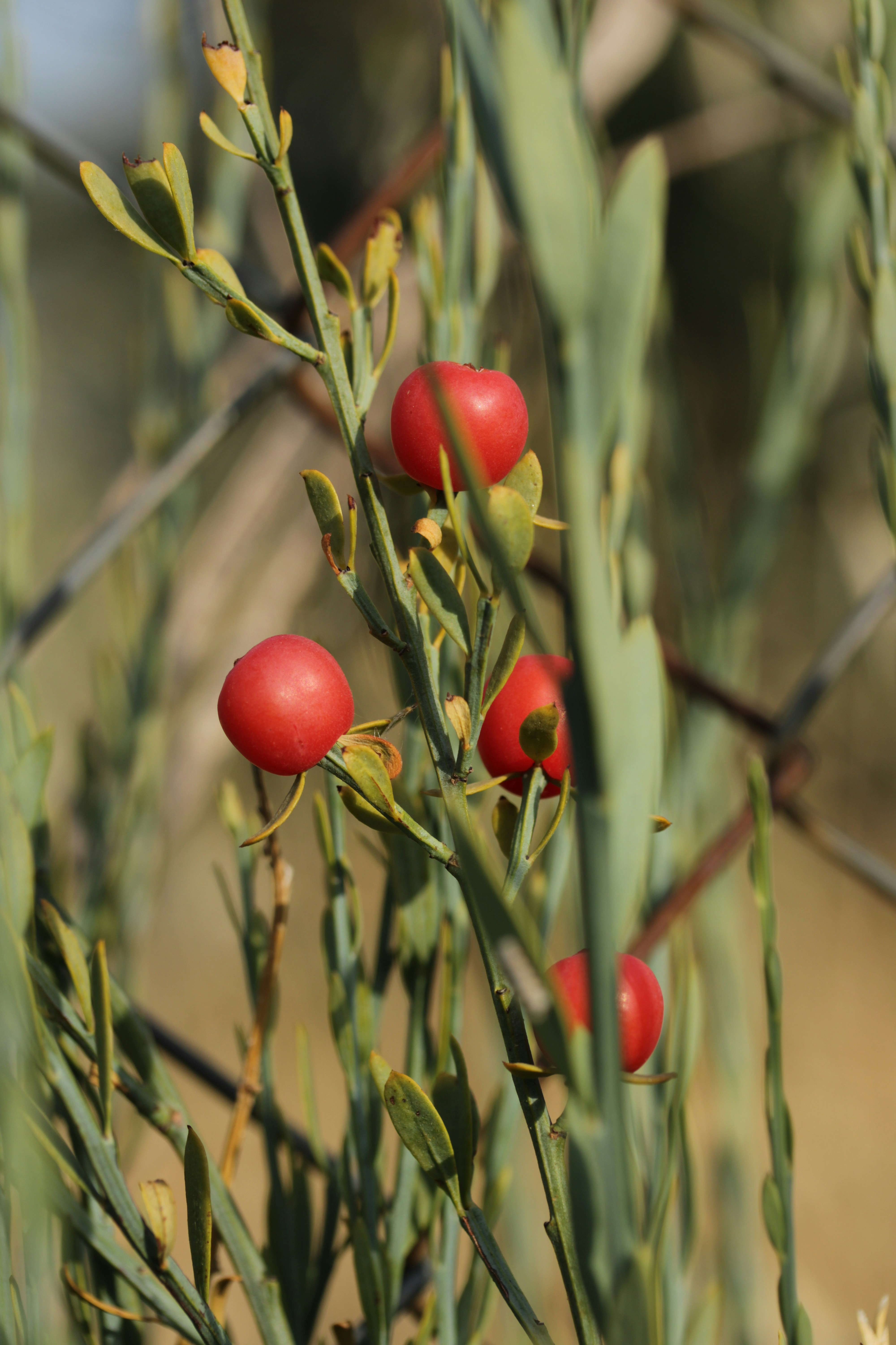 Crimson Orbs Among Slim Green Stems in Sunlit Quiet
