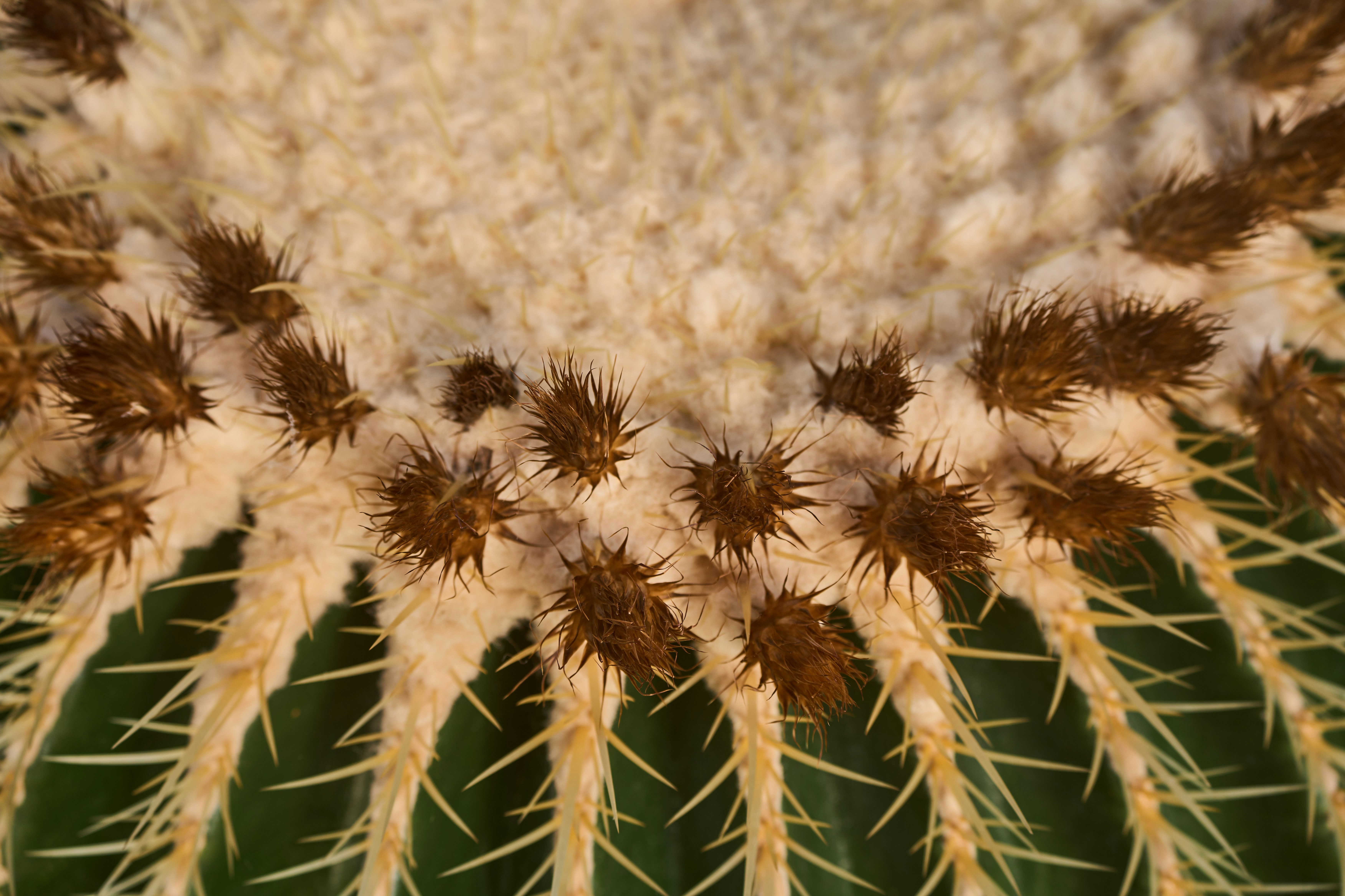 Nature's Intricate Armor: A Close-Up Exploration