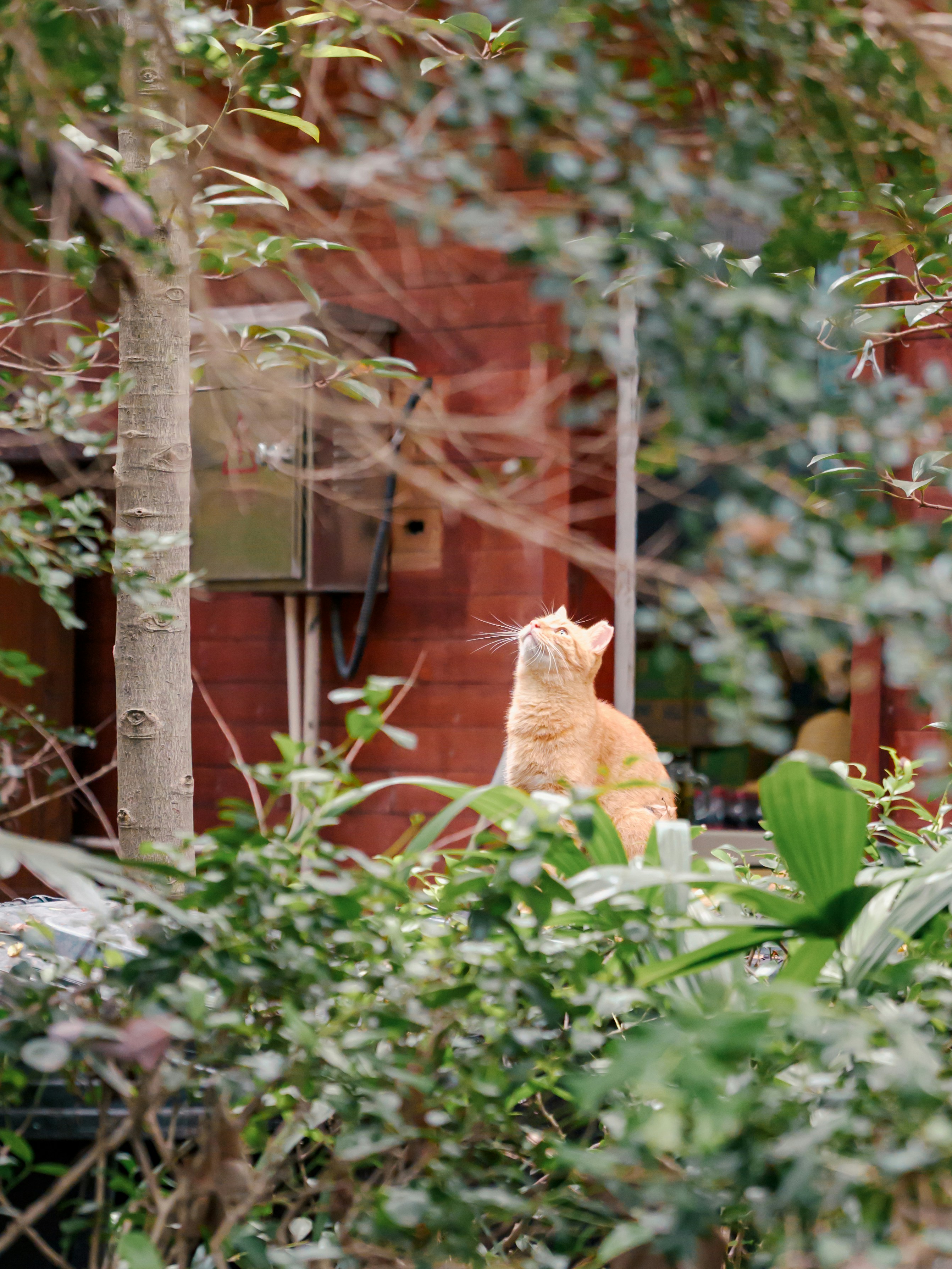 Amber Whiskers in the Garden Gatelight