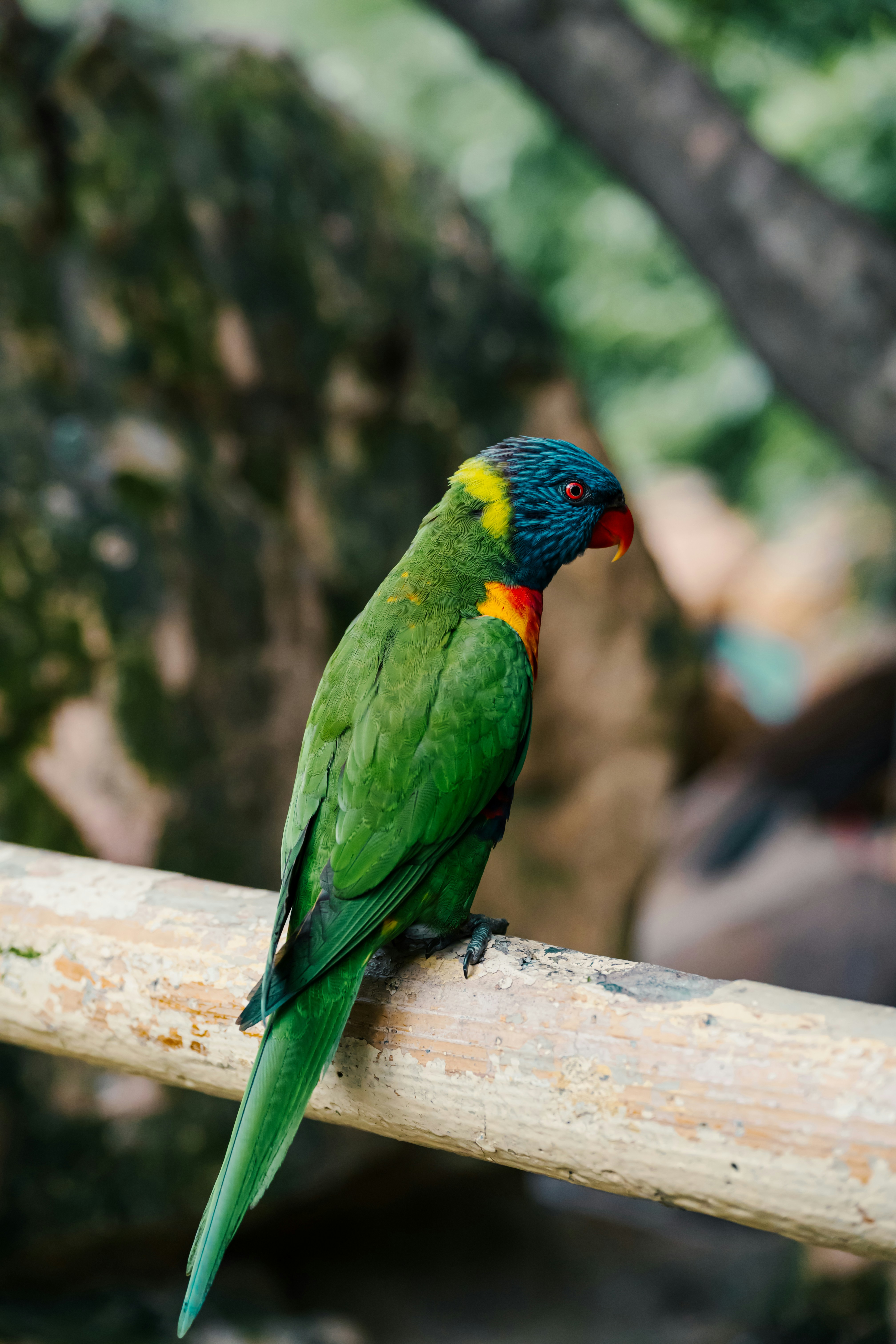 A colorful lorikeet parrot perched on a wooden branch.