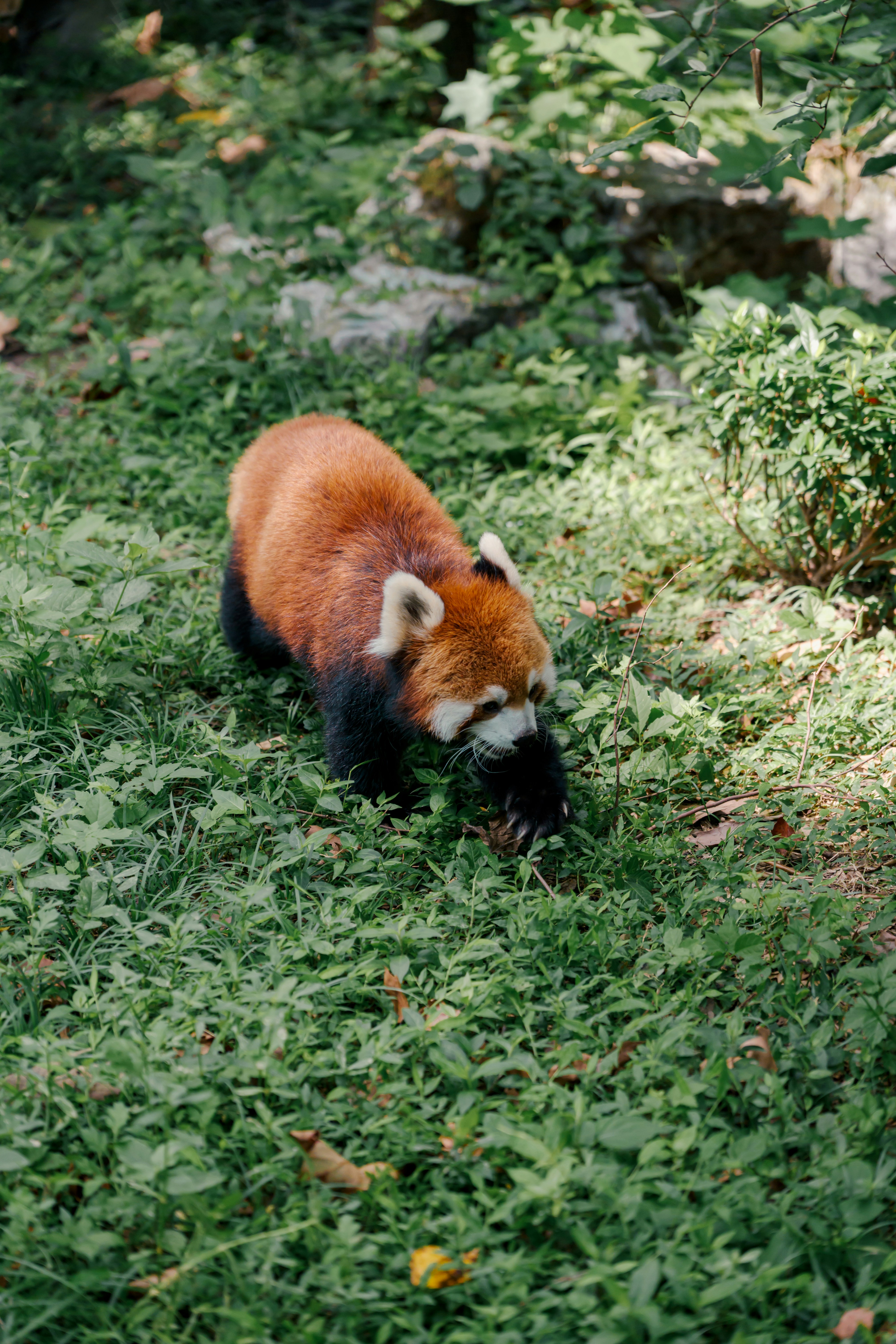 A Curious Red Panda's Foraging Adventure