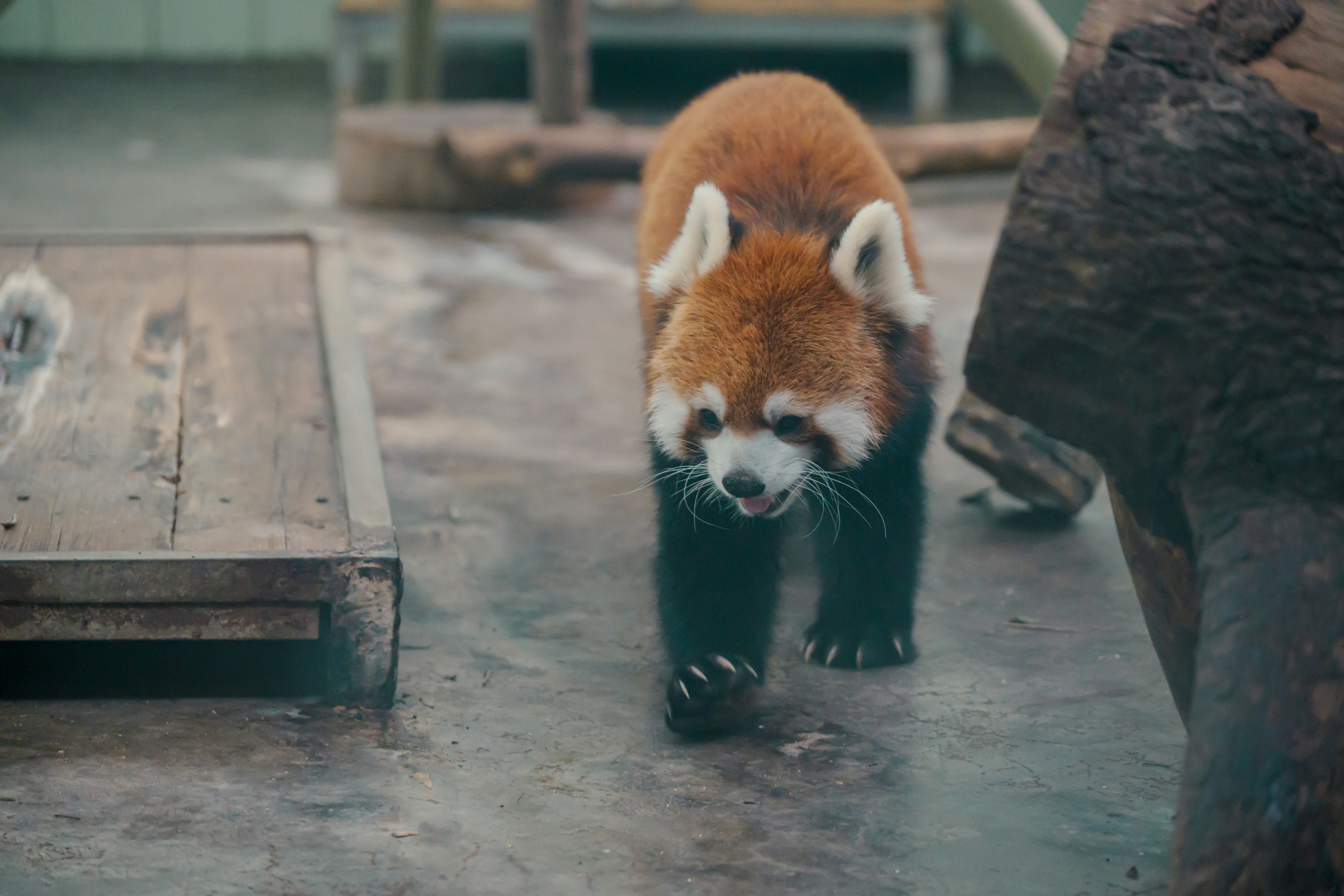 Curious Red Panda on a Quiet Enclosure Walk