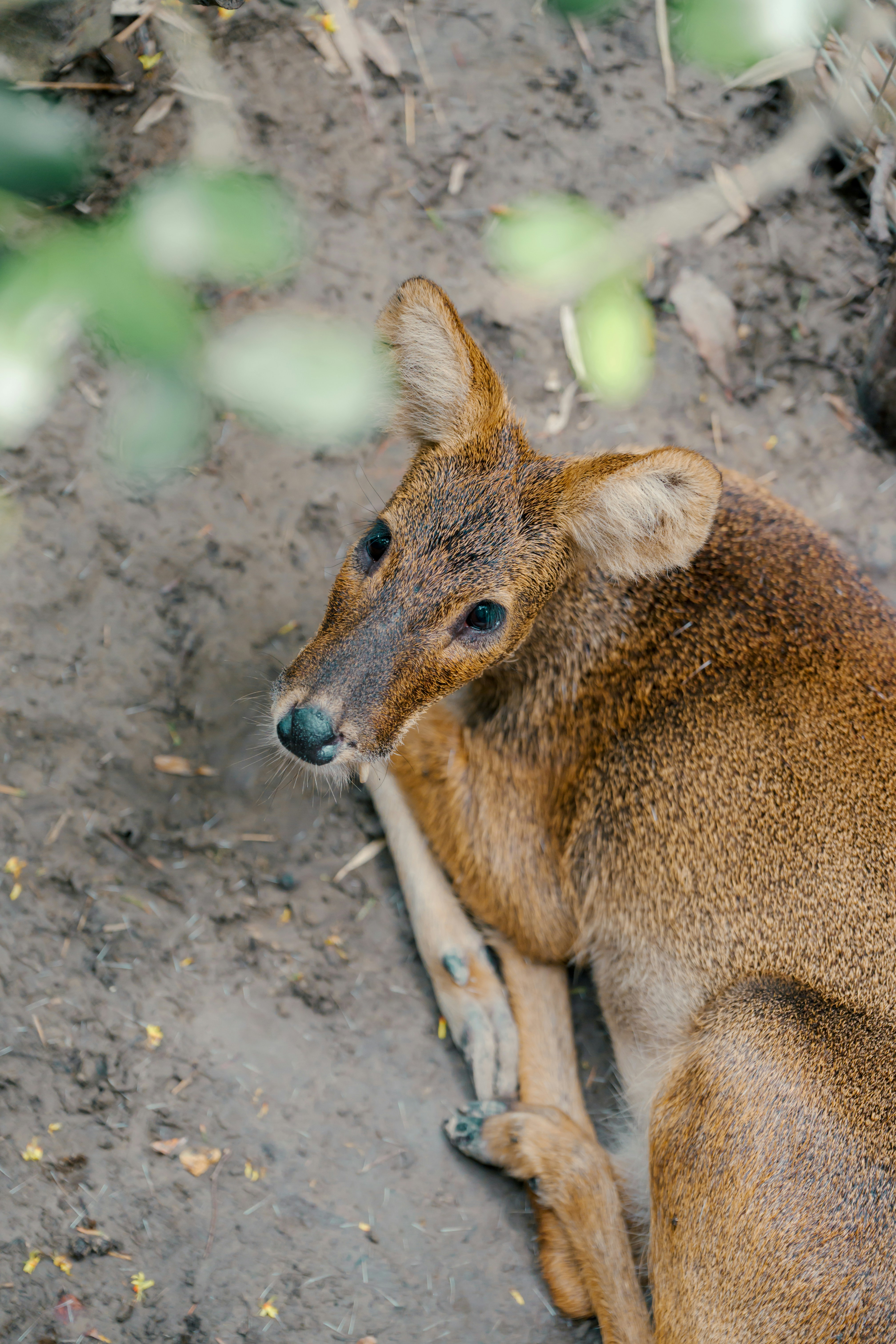 A small deer rests on the muddy ground.