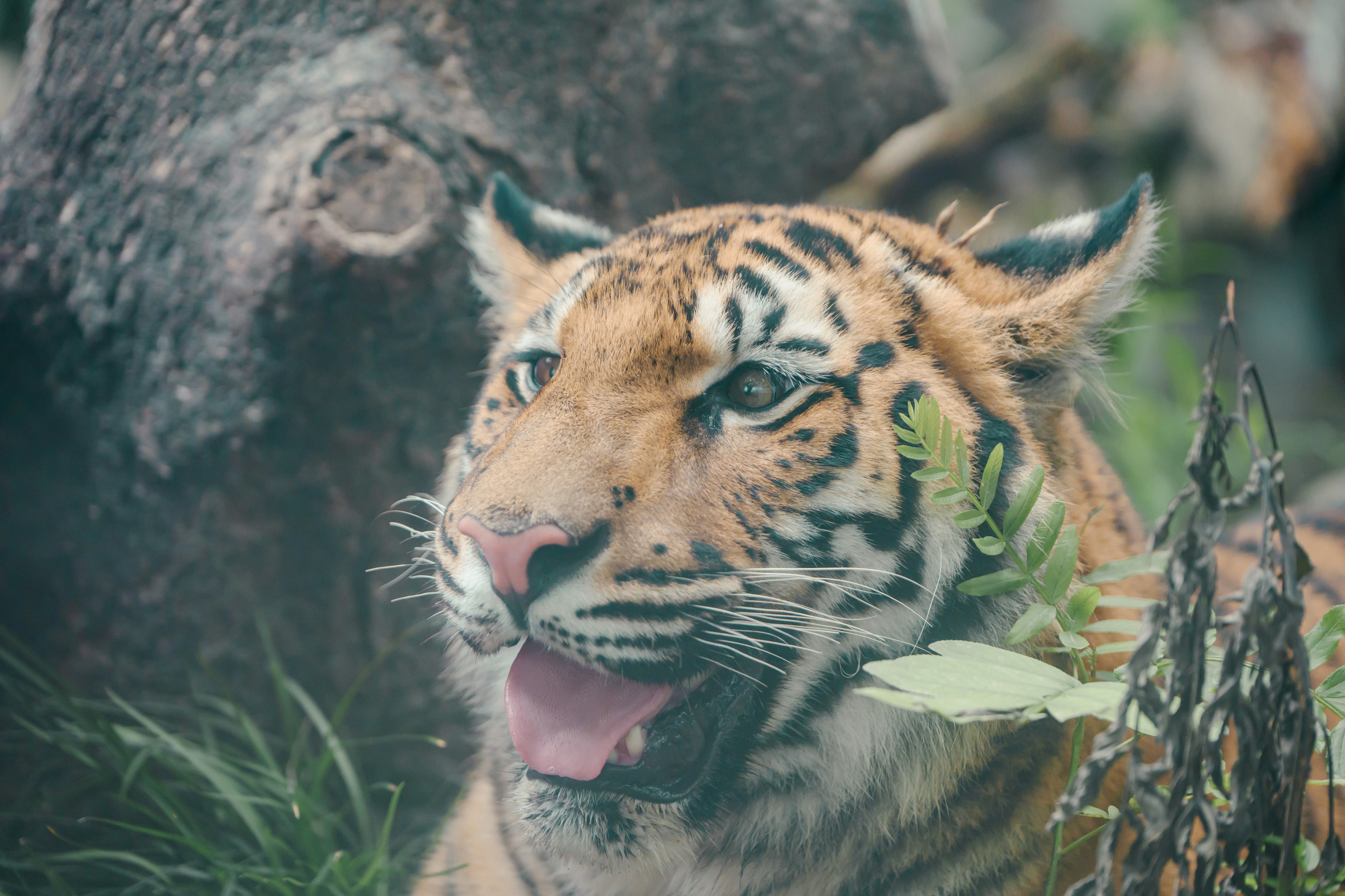 Whiskers in the Wilderness: A Tiger's Serenade