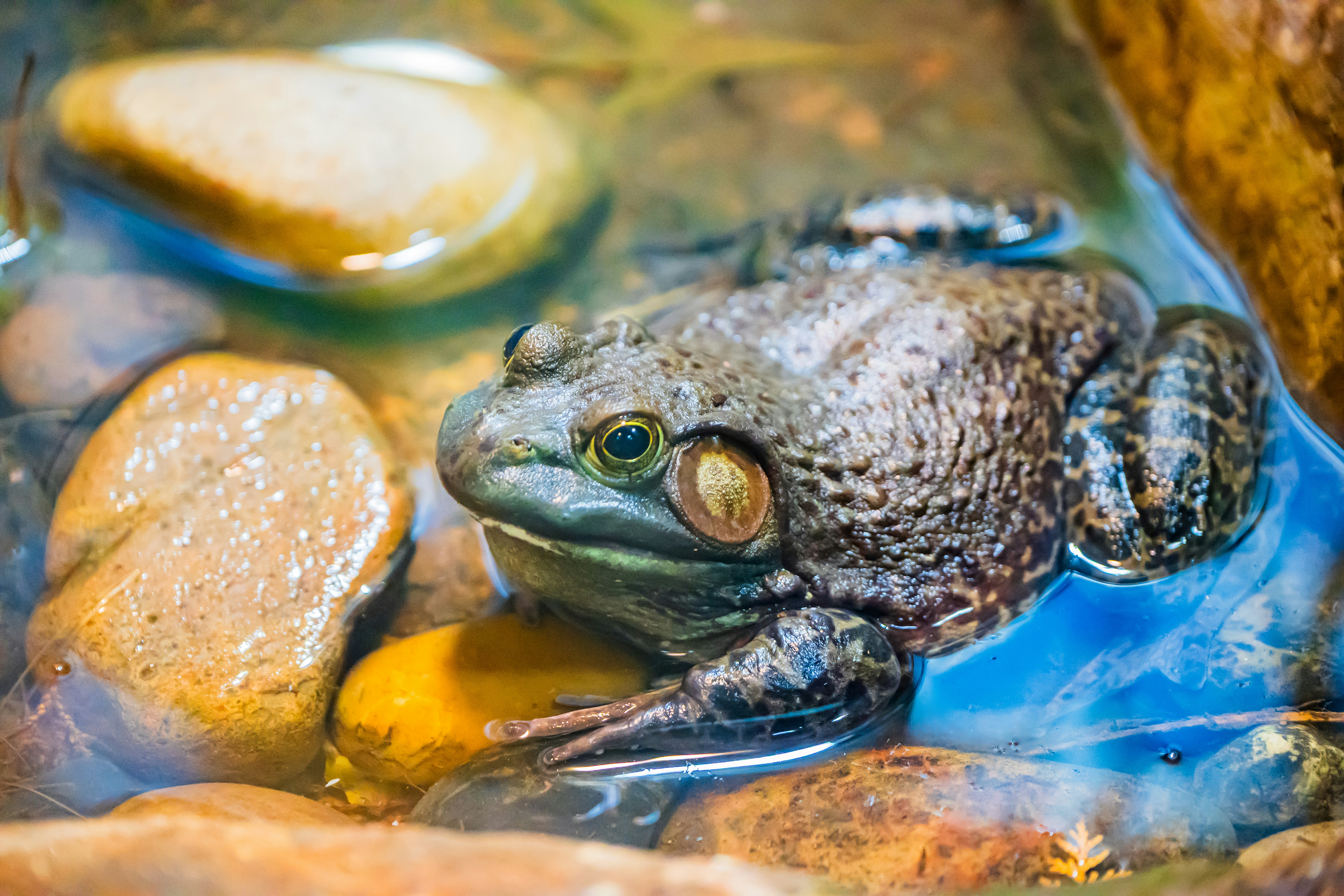 A frog rests among smooth stones in a serene pond, surrounded by clear water reflecting its environment.