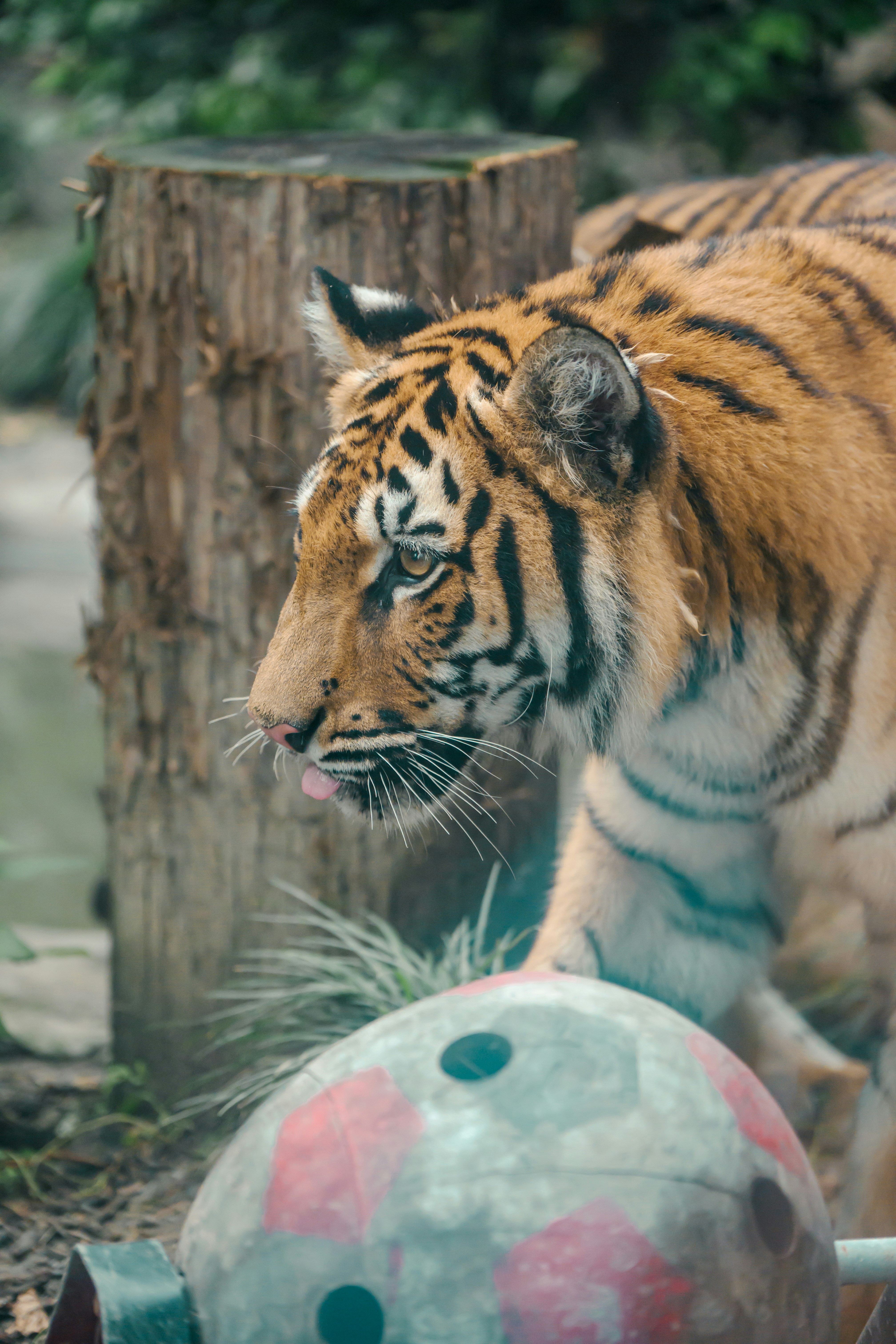 Tiger at the Edge of the Enclosure, Nose-Tip of Curiosity