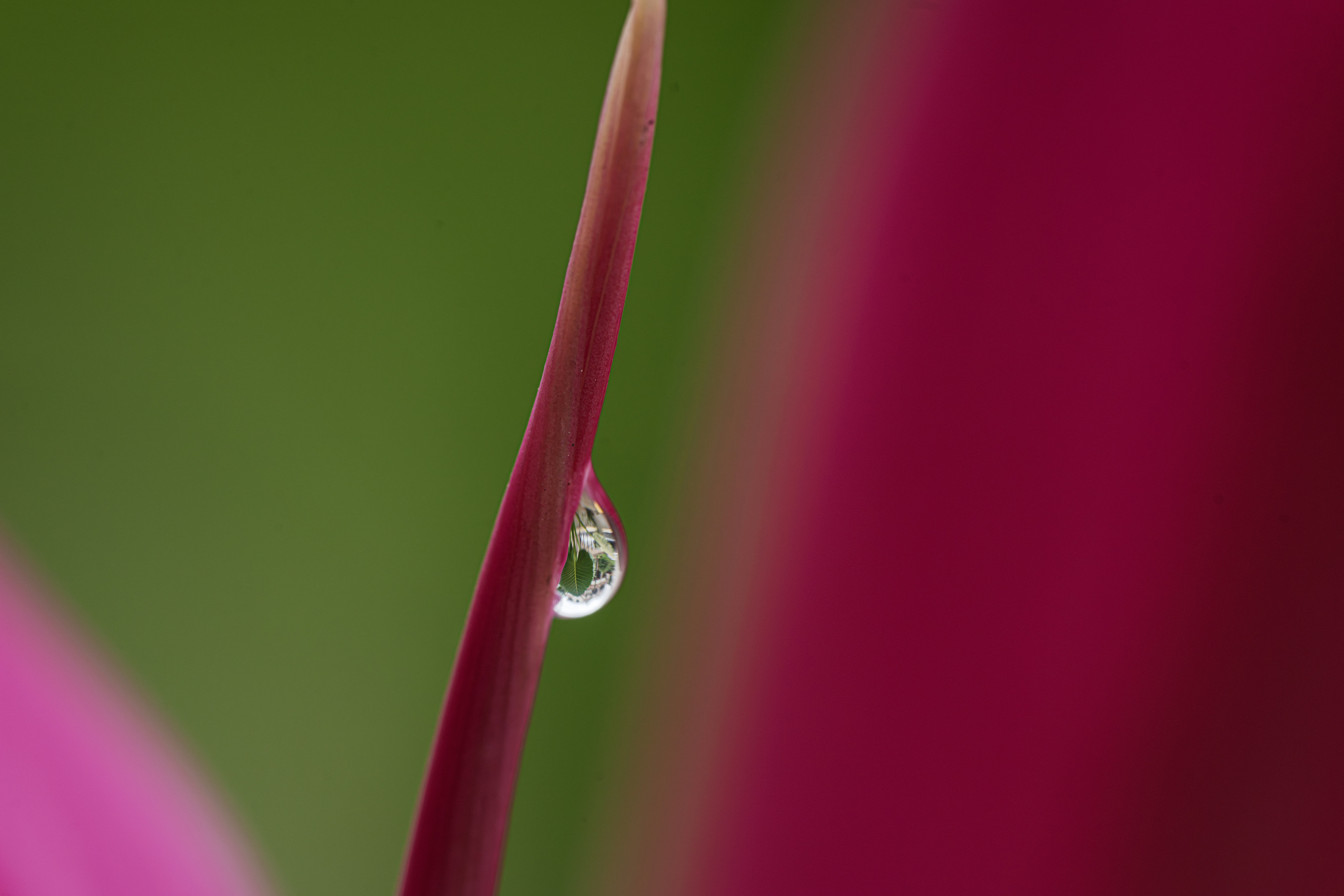 Nature's Crystal: The Art of Water on Leaf