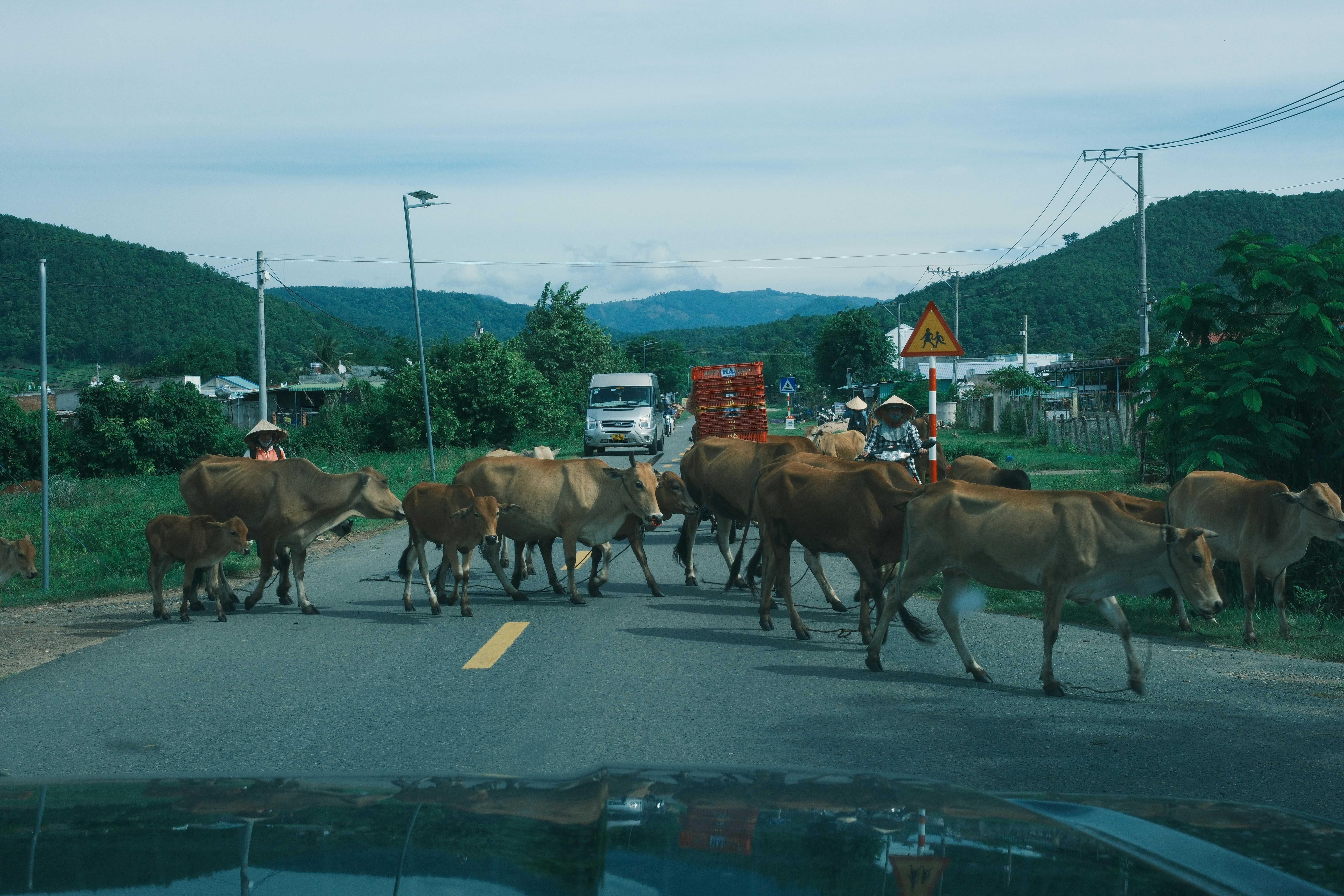 Cattle Crossing: A Rural Journey