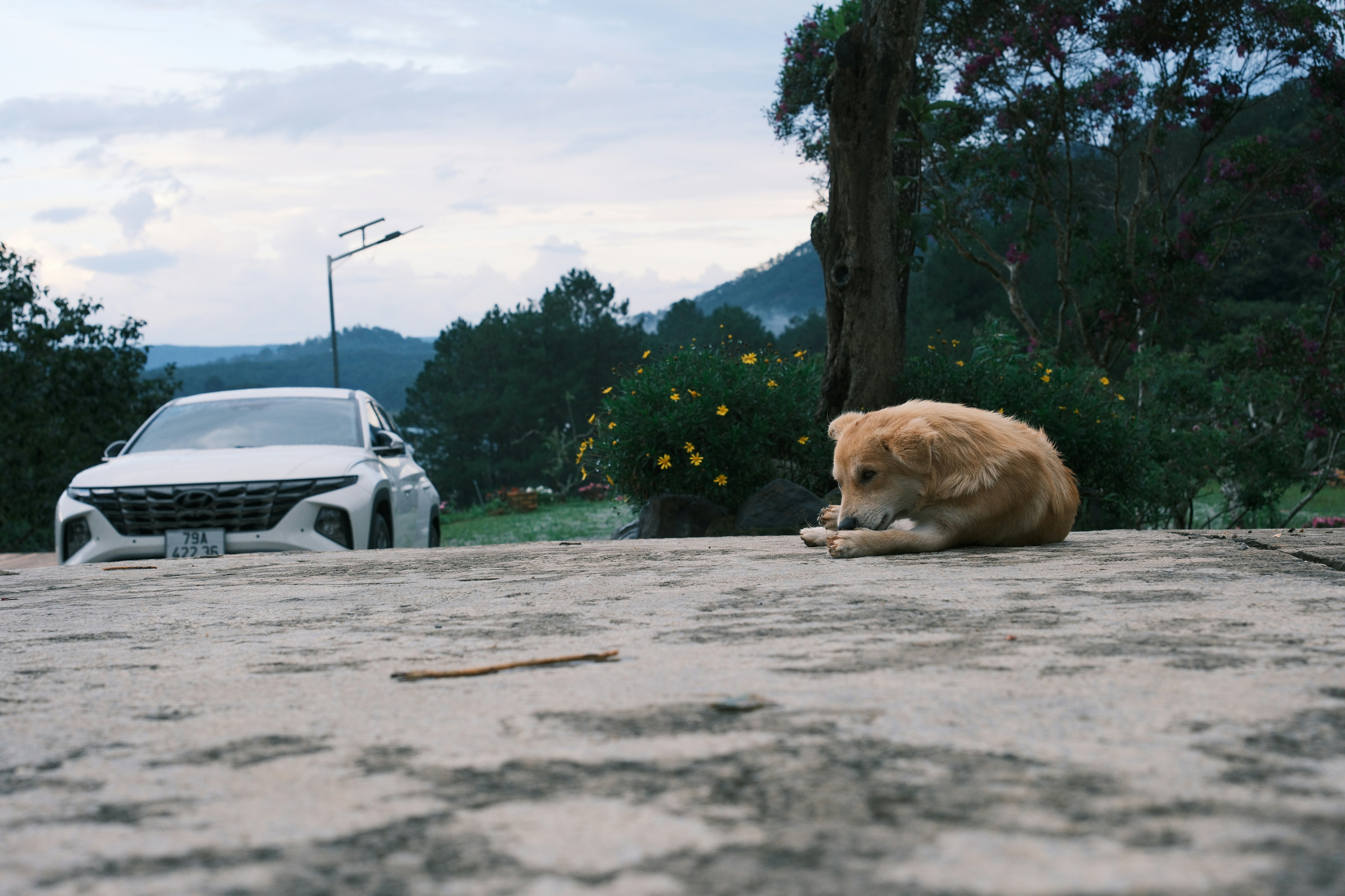 A dog rests near a car on a cloudy day.