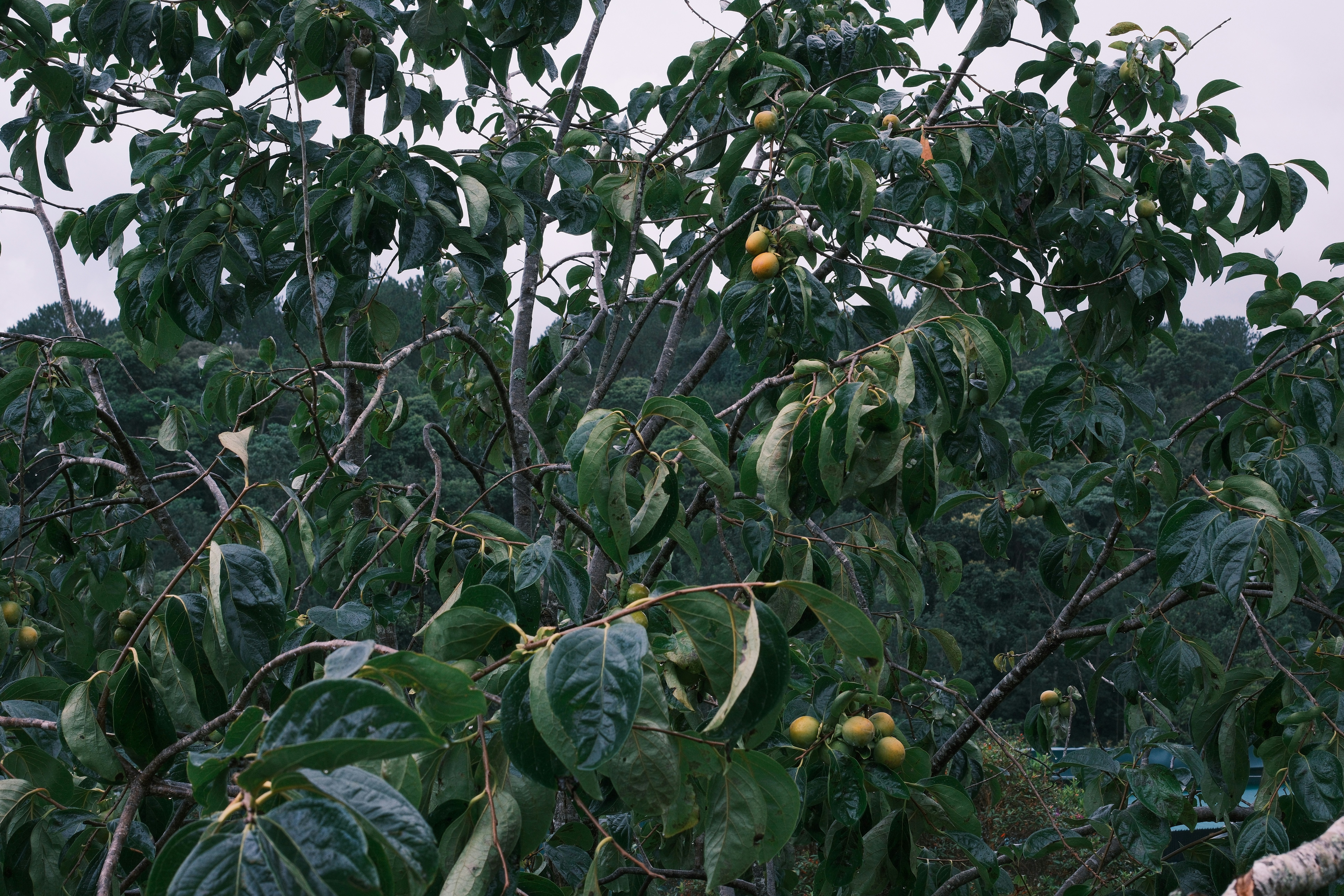 Green tree with small yellow fruits hanging