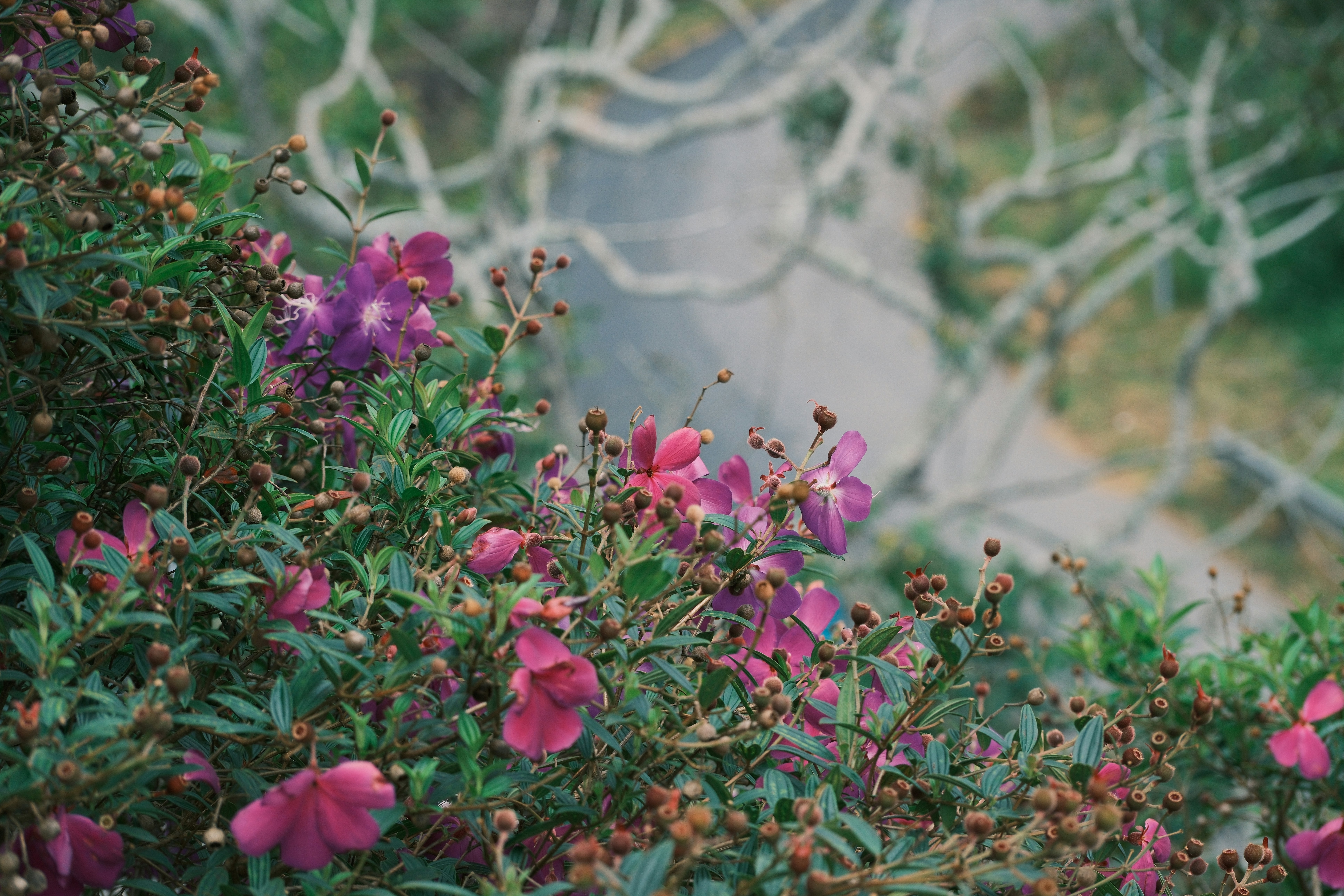 Vibrant clusters of purple flowers intermingled with budding blooms against a blurred background of winding pathways.