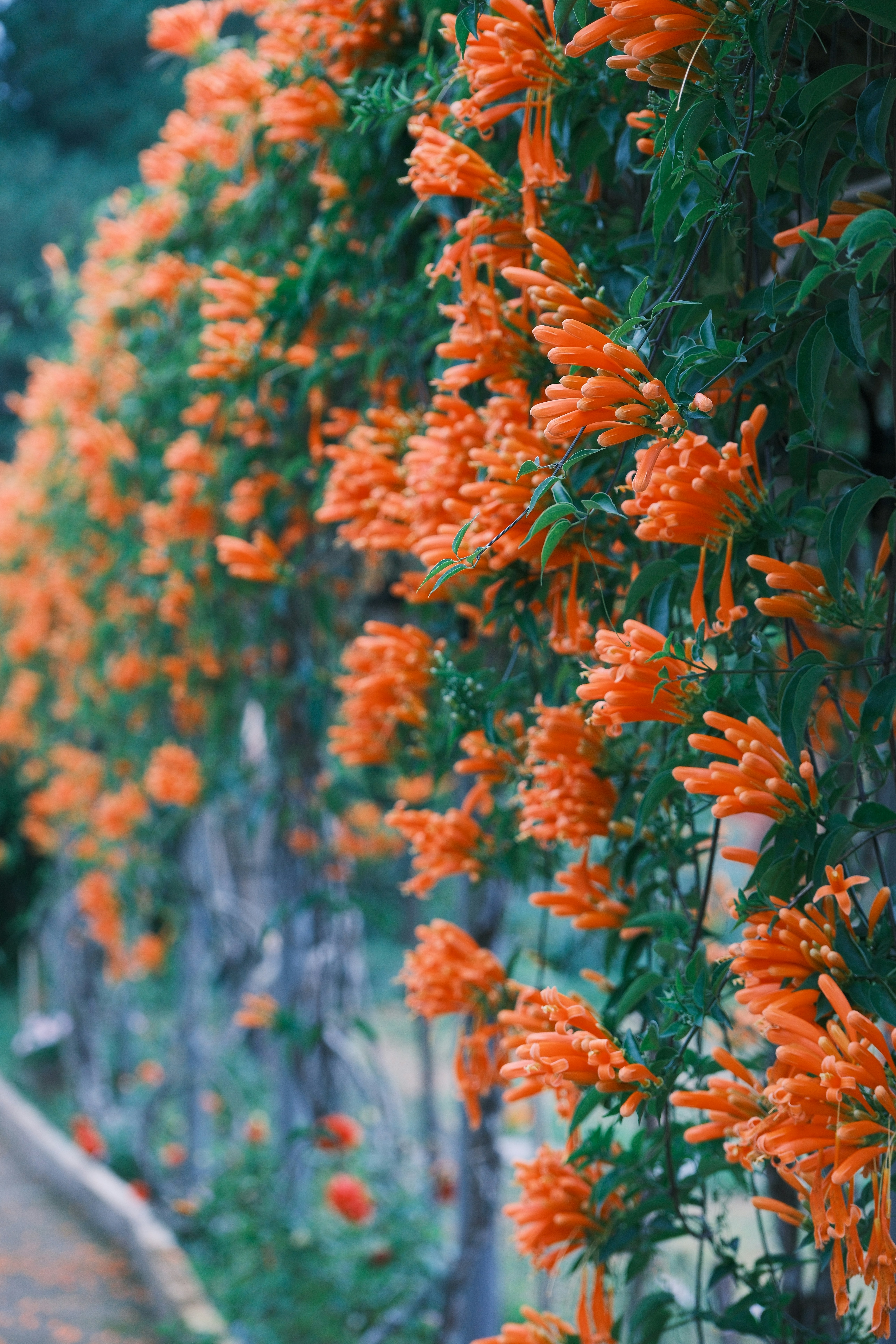 Photo by Duc Van with Fujifilm X-T5