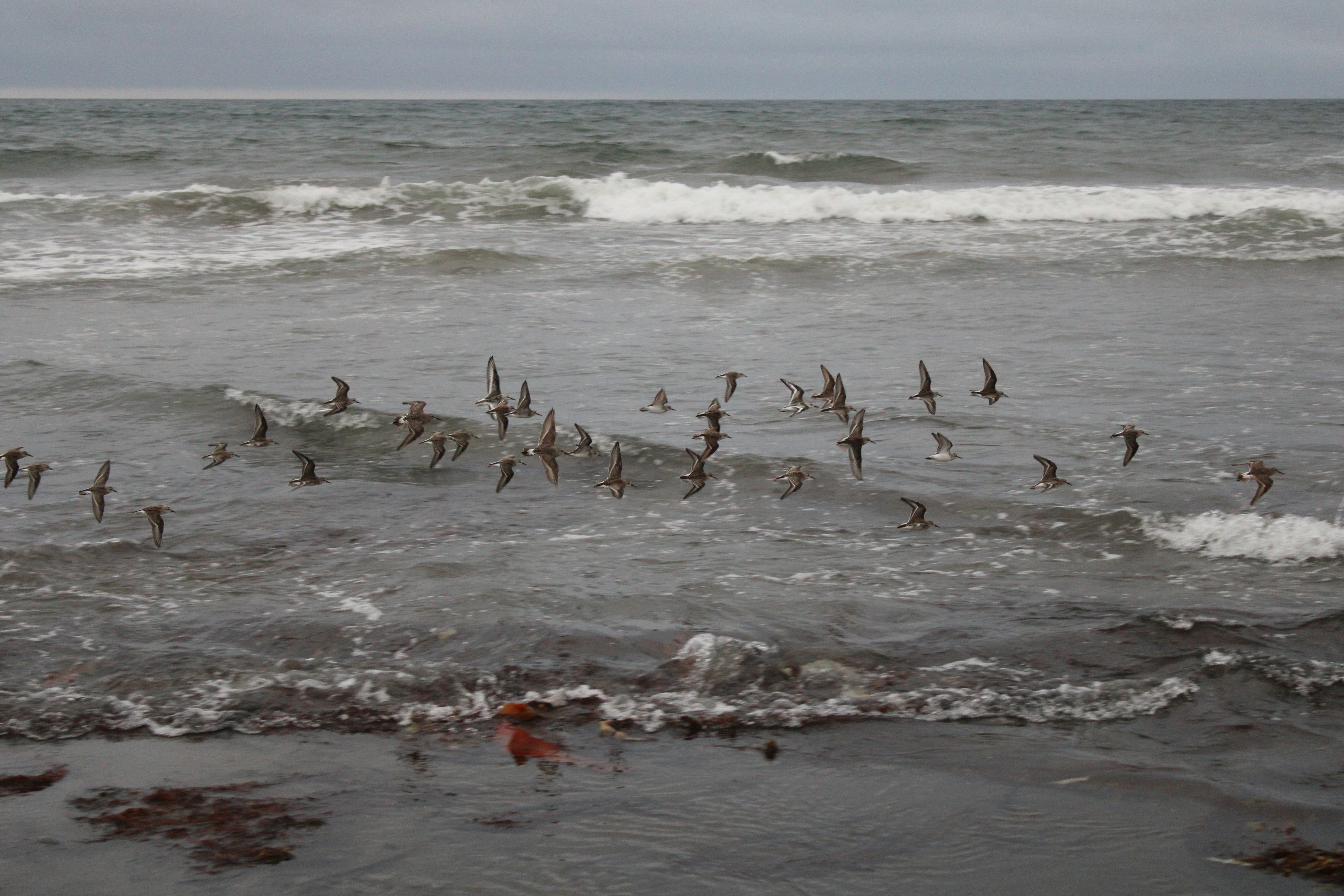 Dance of the Shoreline Flock