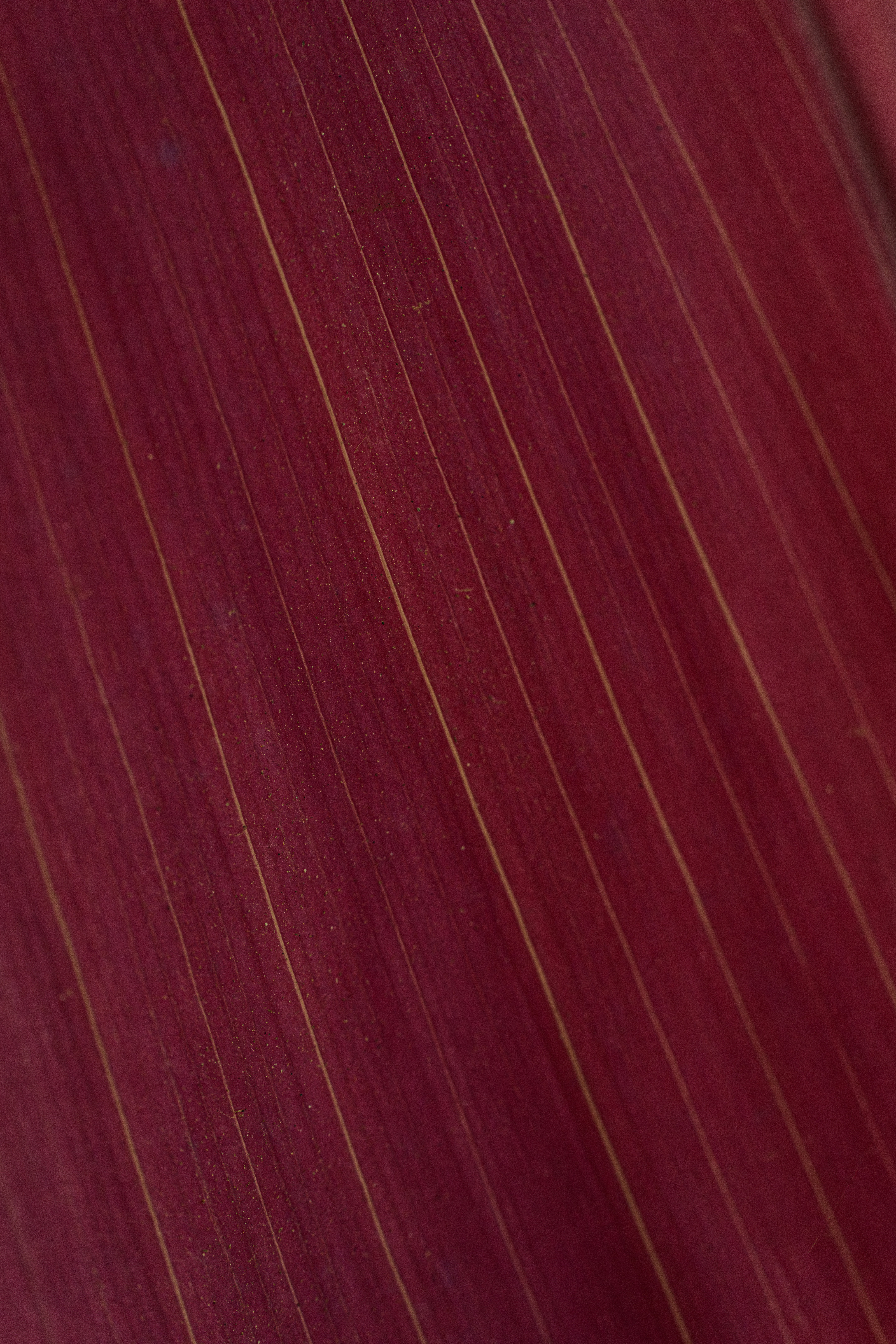 Crimson Veins: The Art of Nature's Palette