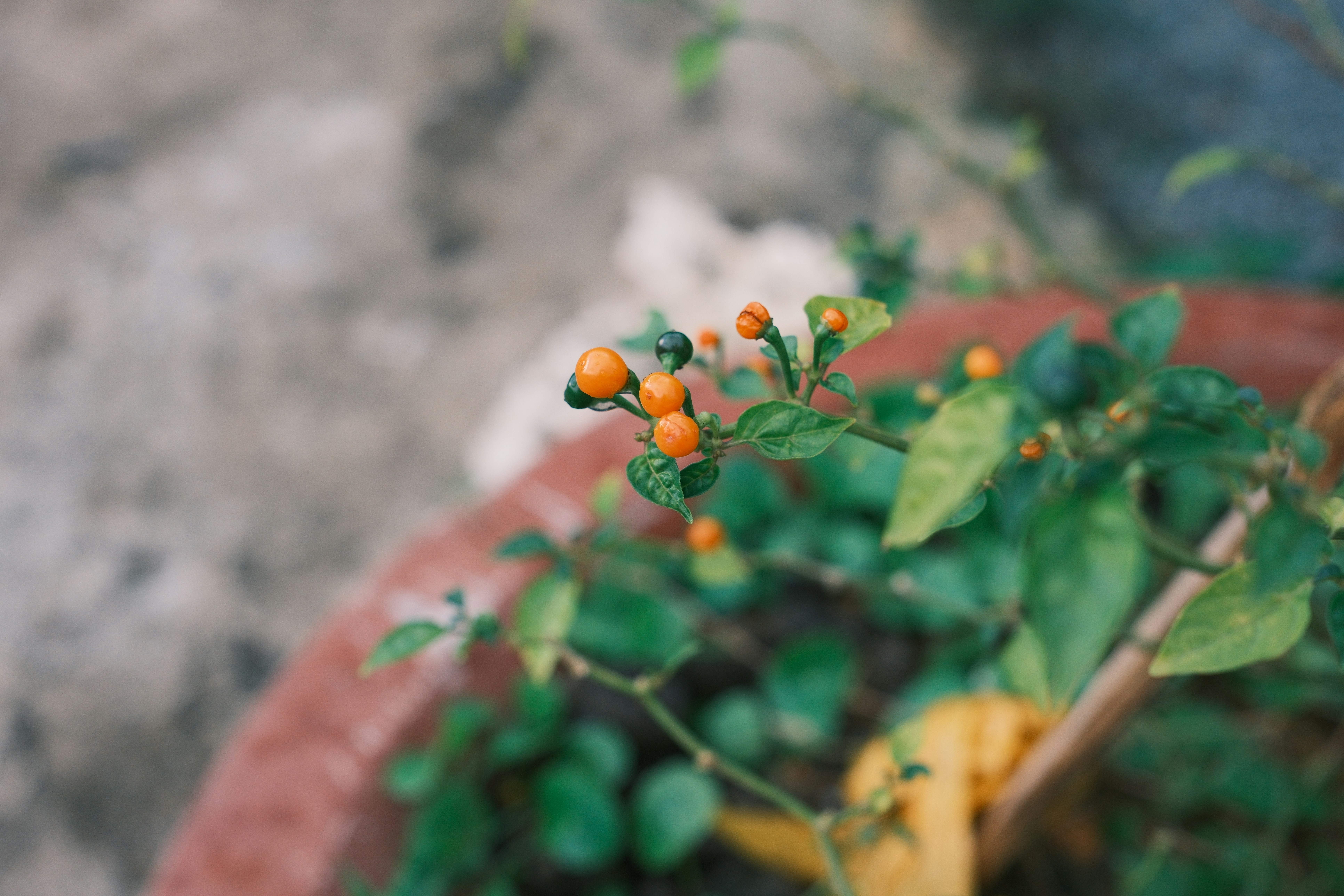 Whispers of Nature: The Unseen Beauty of Tiny Fruits