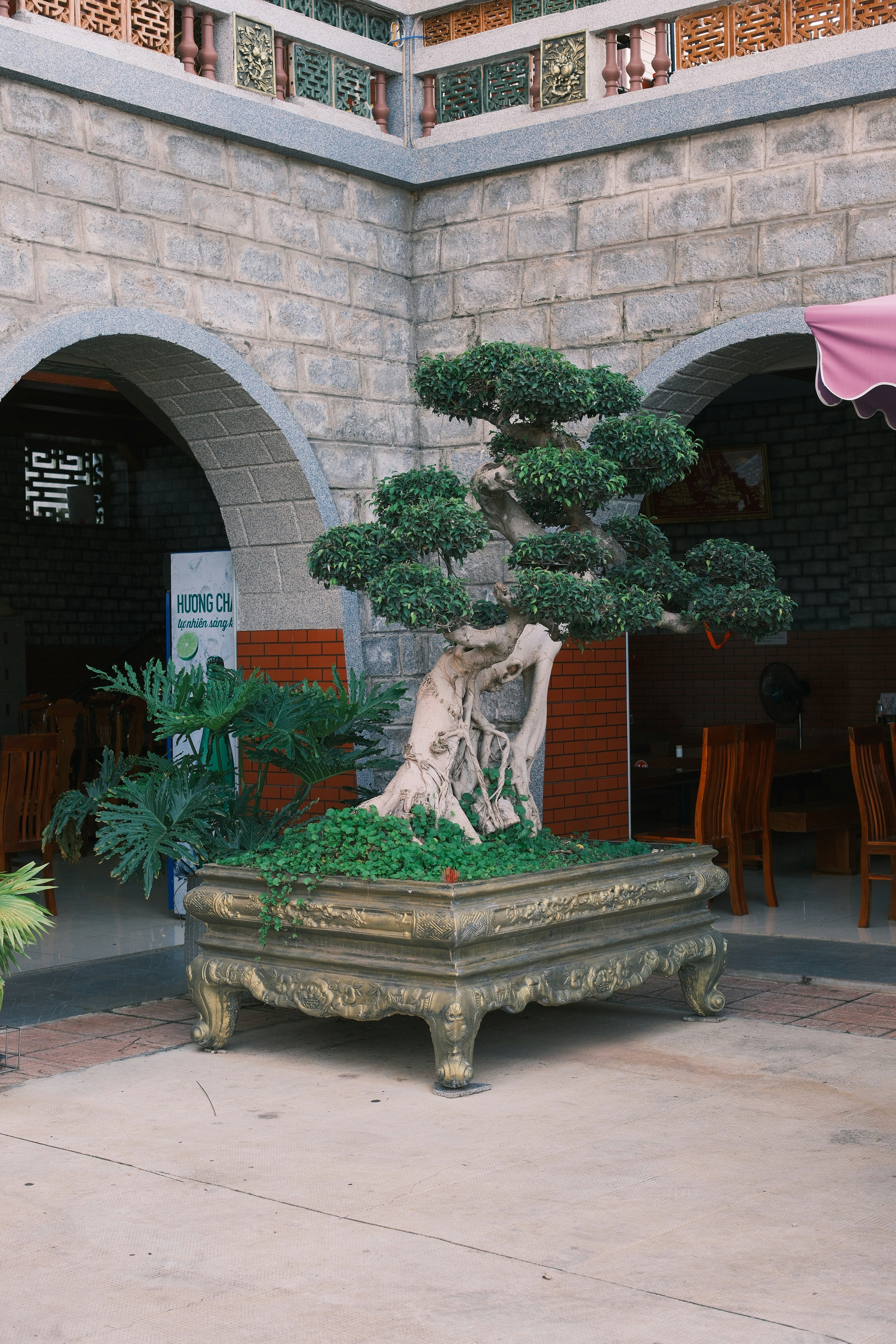 Verdant Sentinel in a Stone Courtyard