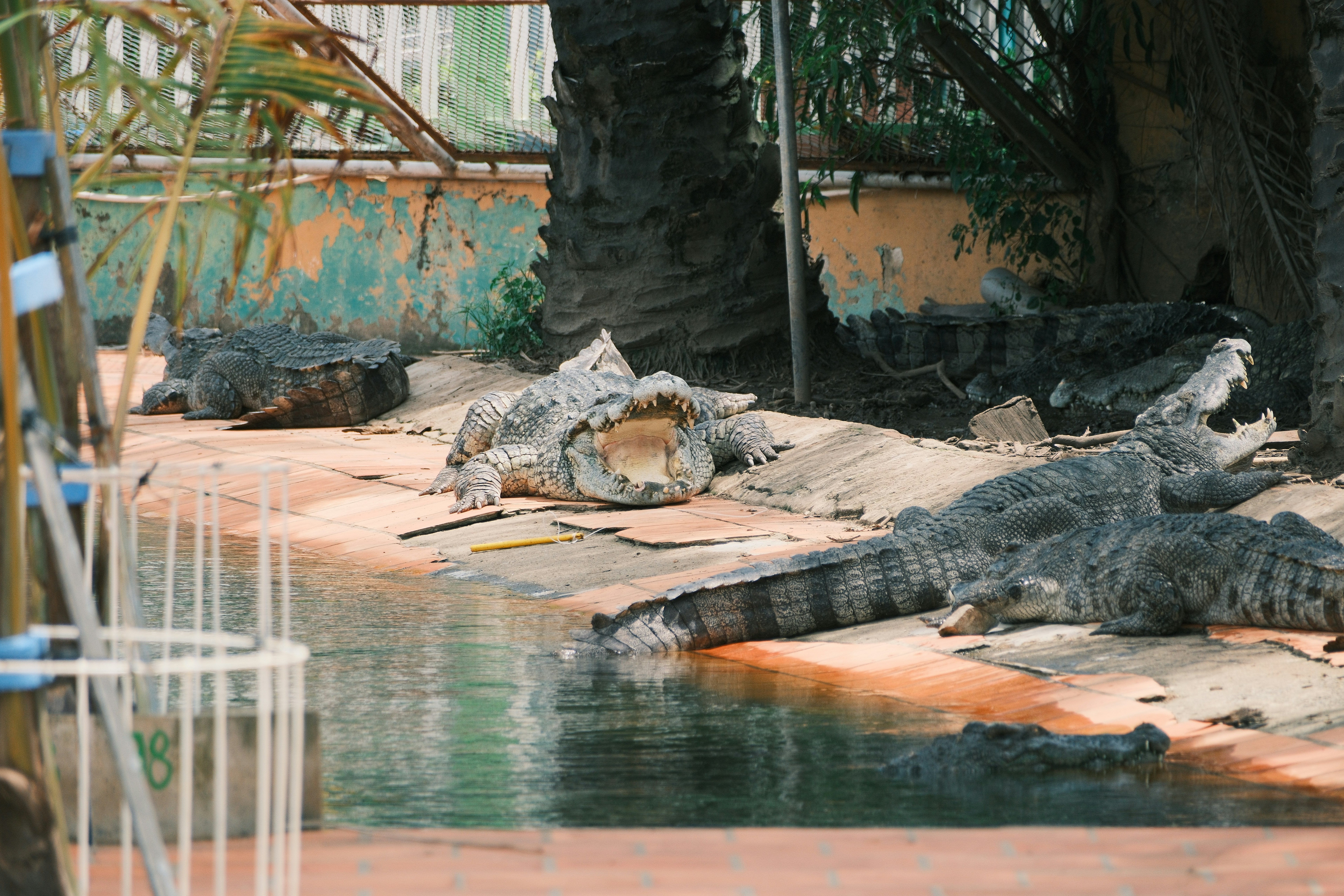 Poolside Pause: Crocodile Row in Dappled Light