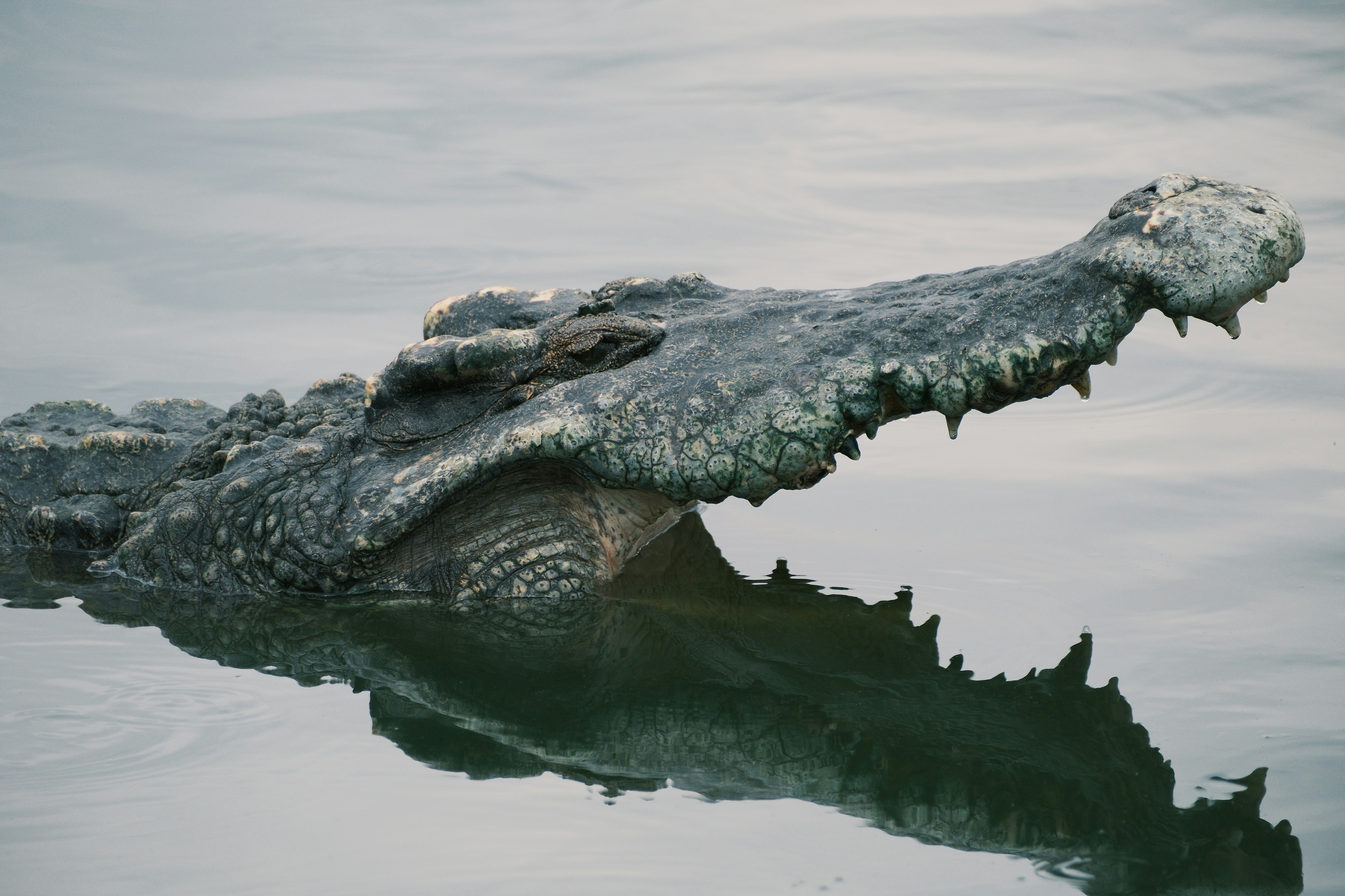 Jaws on the Glass: Crocodile Cresting the Still-Water Surface