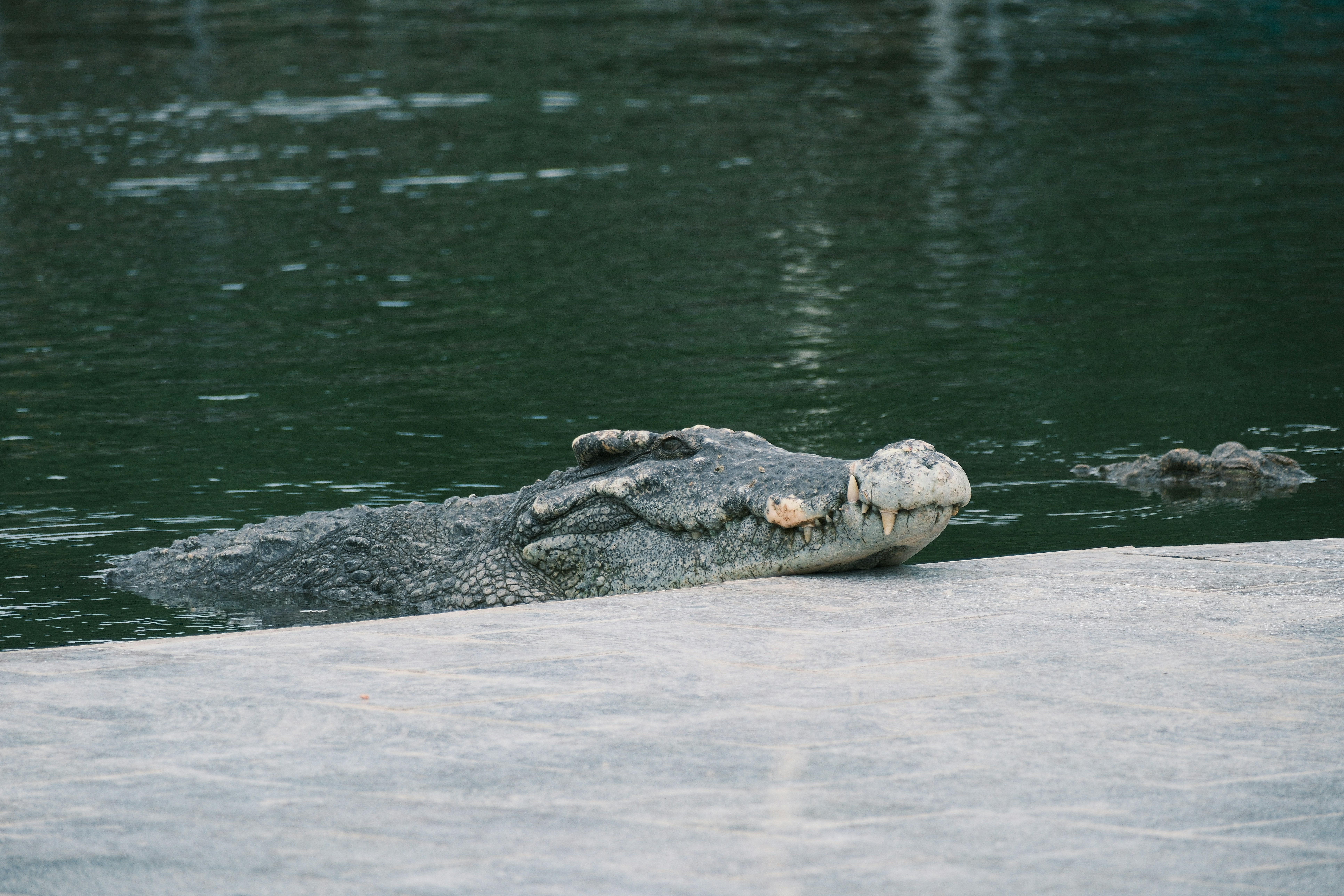 Concrete Edge Sentinel: Crocodile Resting by a Quiet Waterline