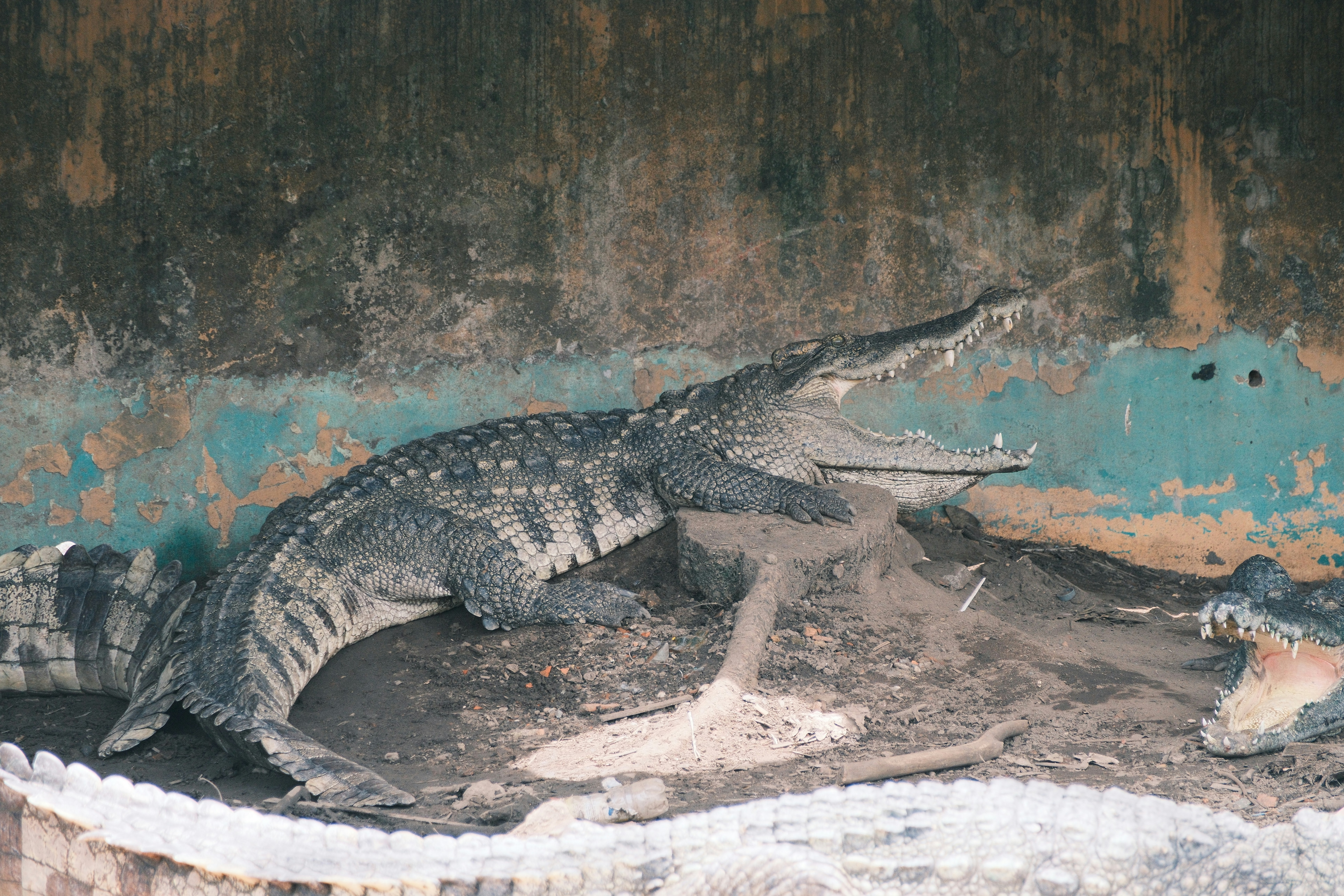 Crocodile with mouth open in a concrete enclosure
