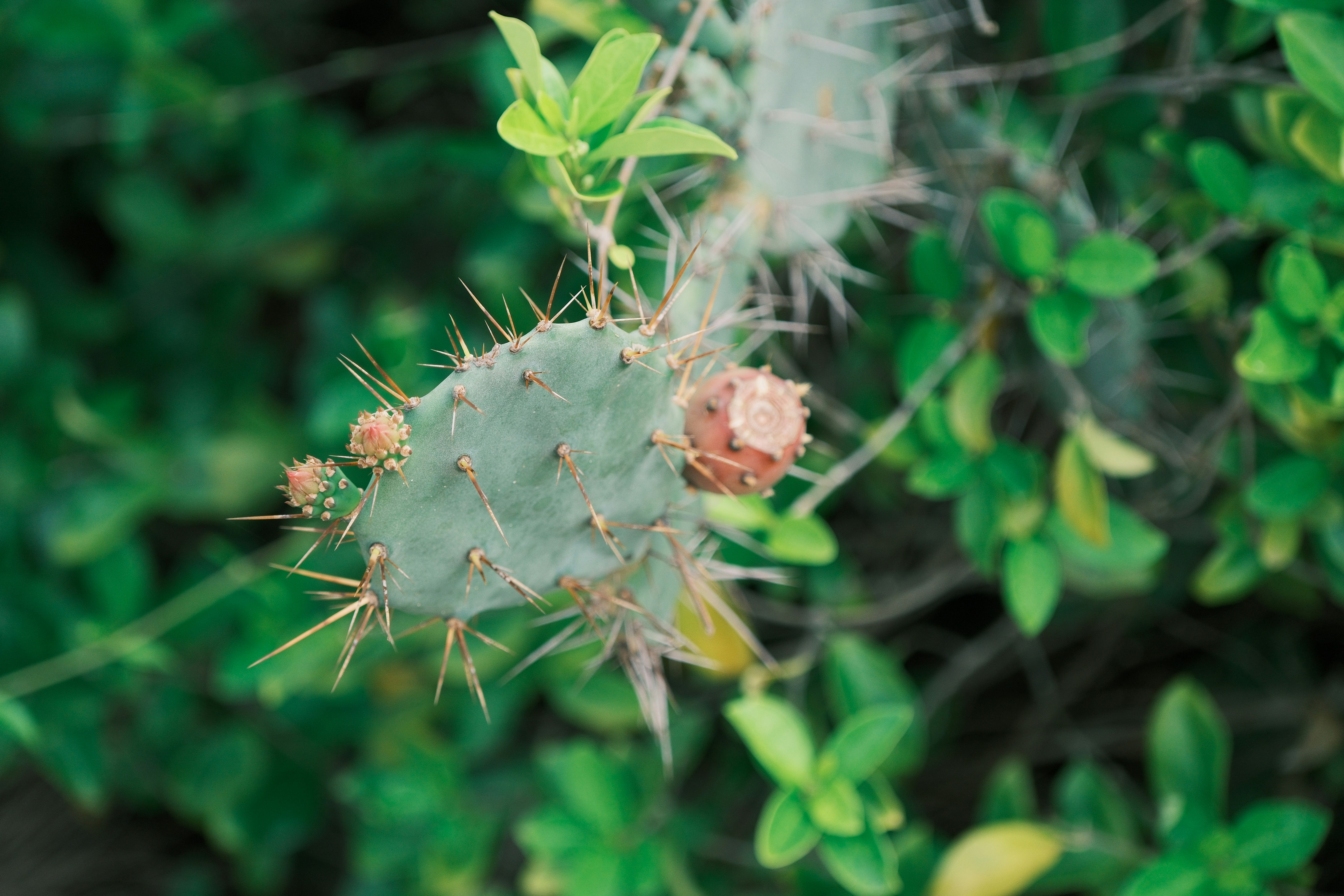 Pink Bud on a Prickly Pear Pad: Quiet Focus Among Green Veils
