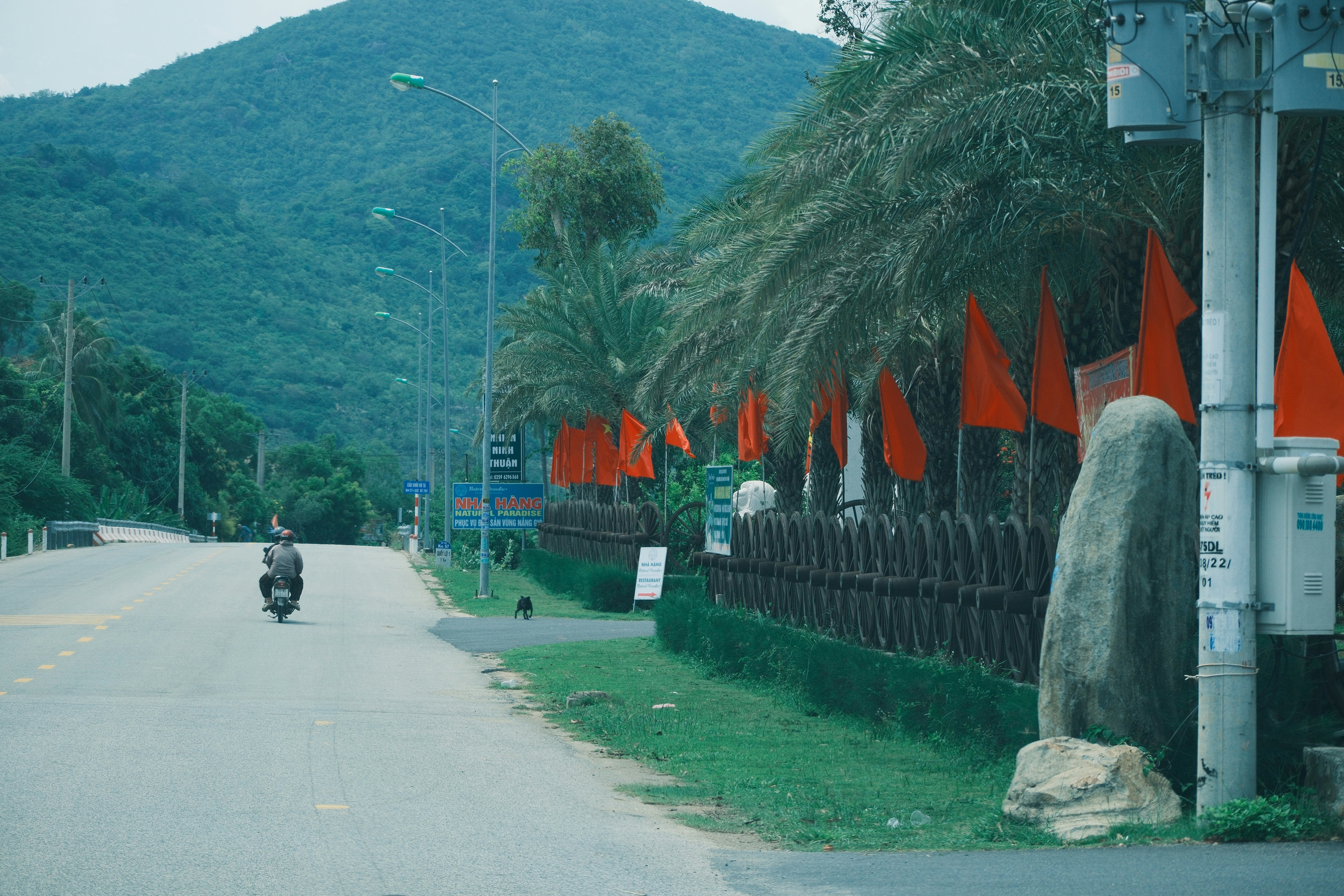 A motorcyclist navigates a quiet road lined with vibrant orange flags and lush greenery, leading towards distant hills.