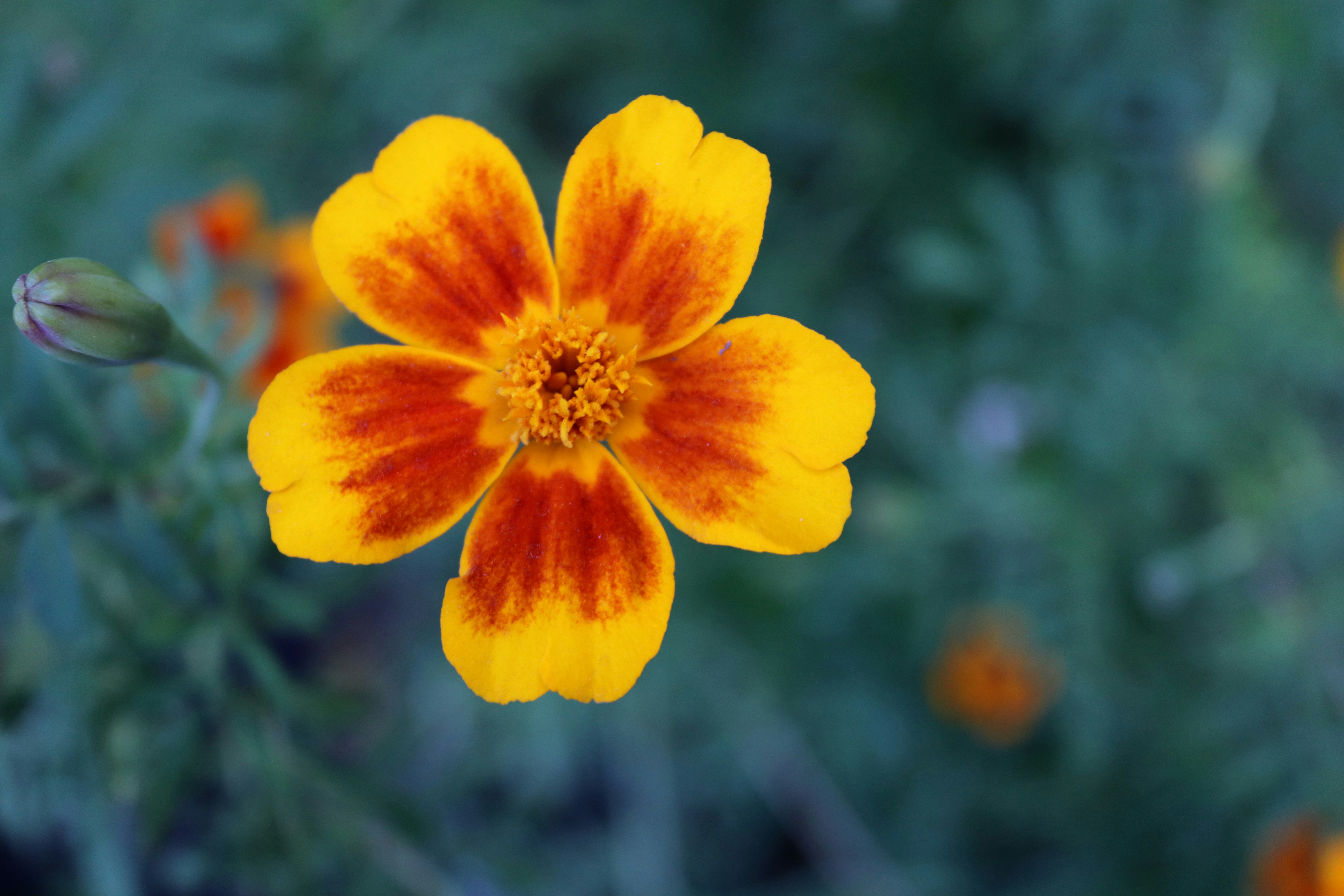 A vibrant marigold flower with yellow and orange petals.