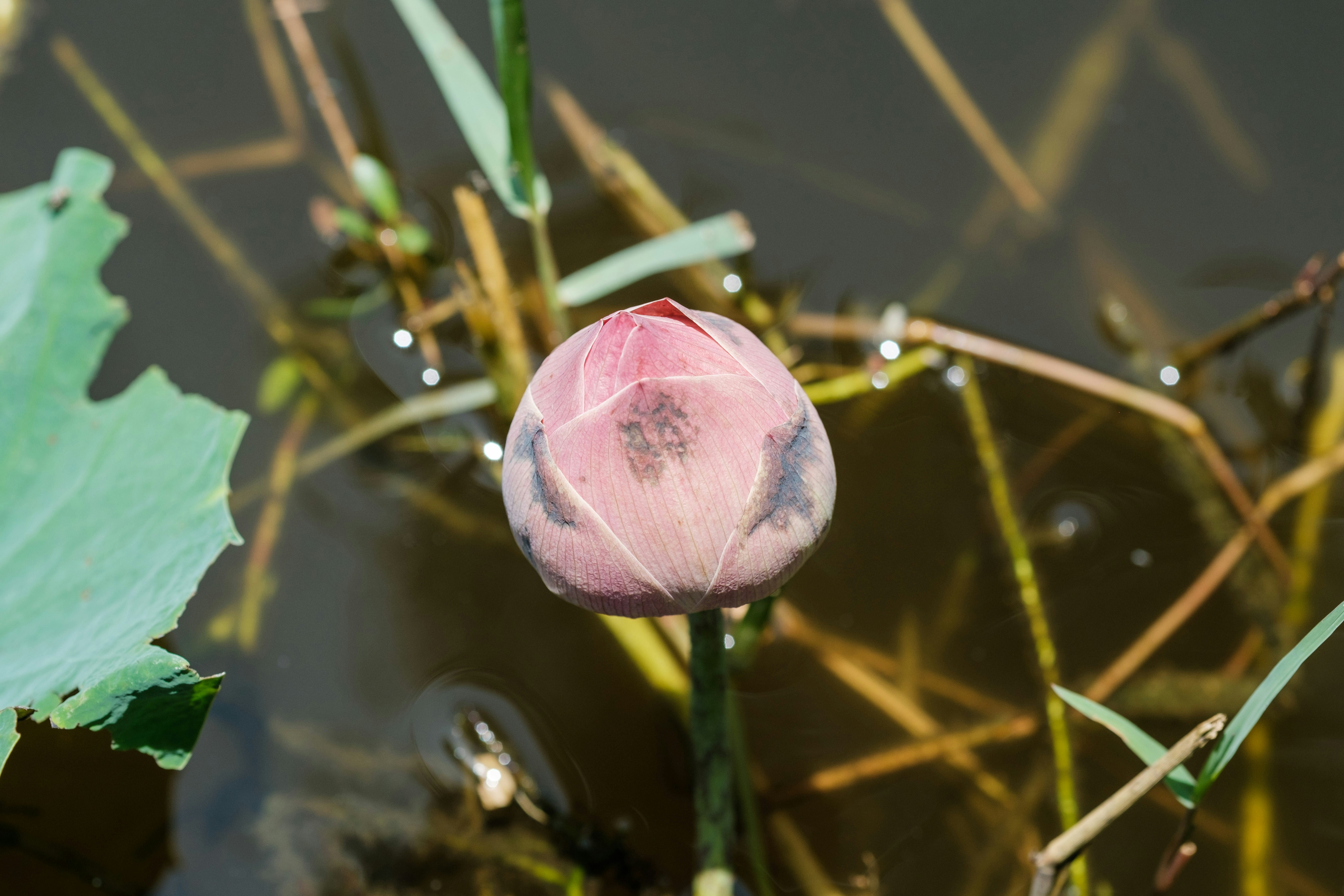 Pink Lotus Bud at the Edge of a Calm Pond