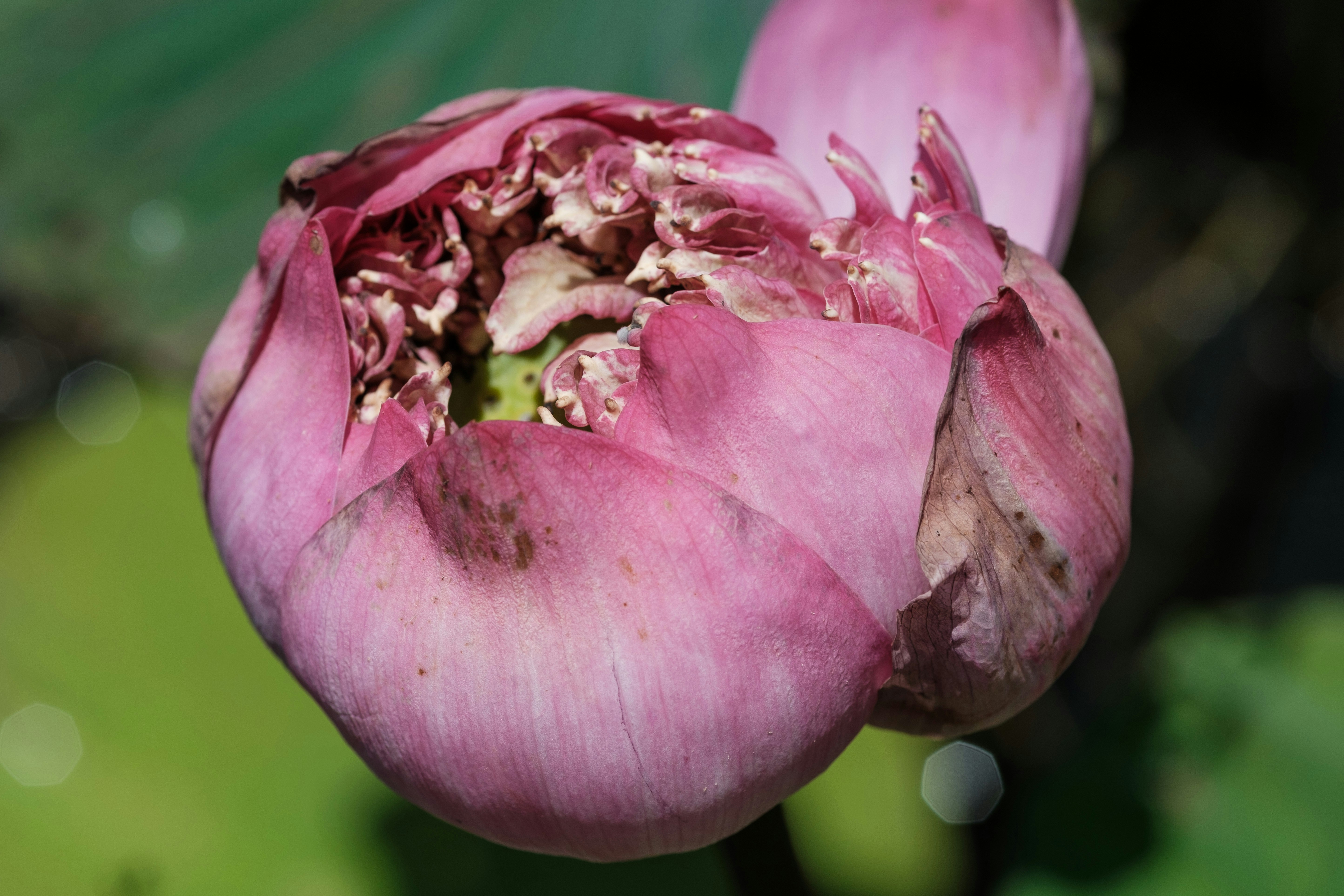 Close-Quarters Peony: Soft Pink Bud Revealing Its Inner Folds